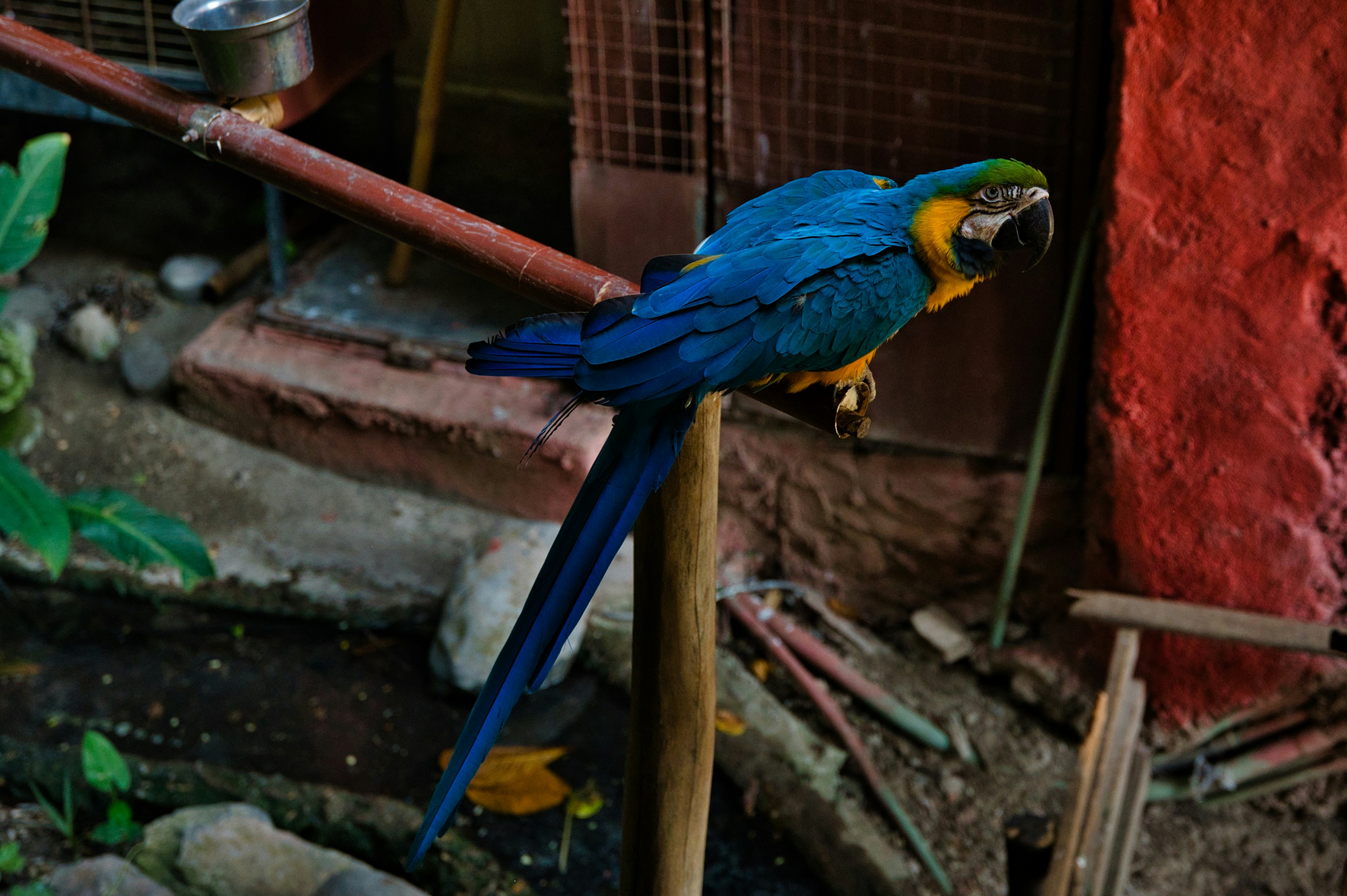 blue and yellow macaw on brown wooden stick