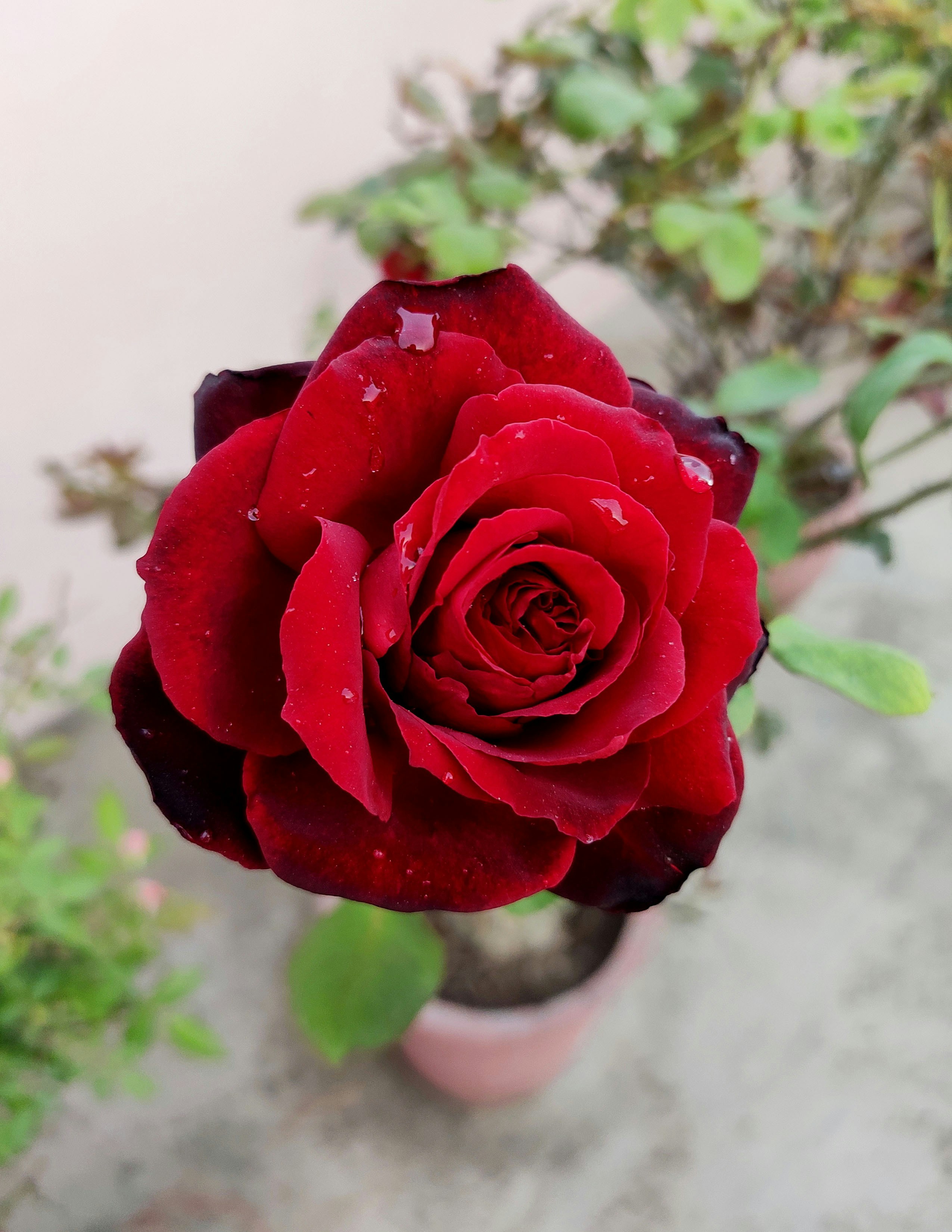 Crimson Bloom Centerstage: A Red Rose in Focus