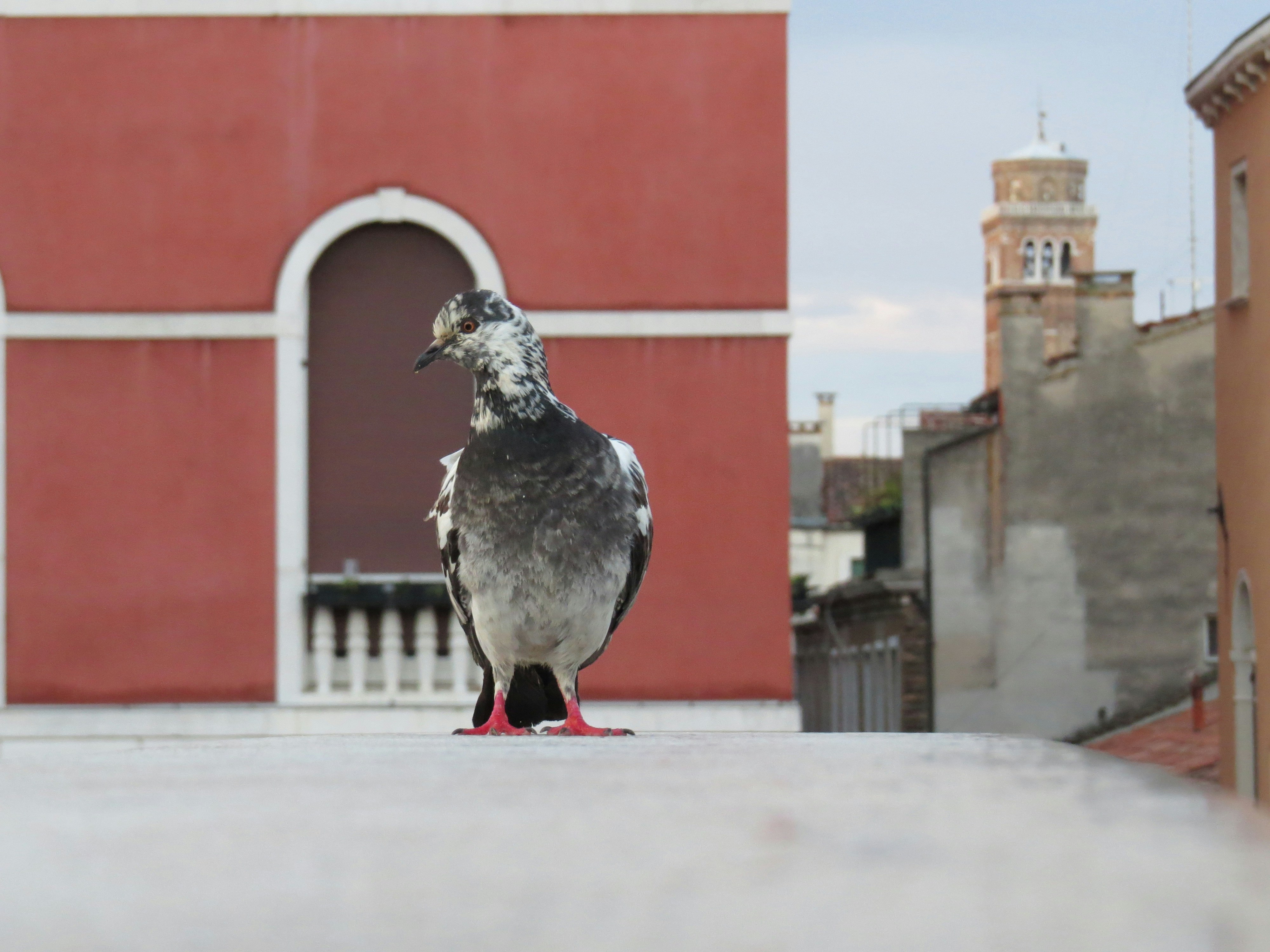 gray and white bird on gray concrete floor during daytime
