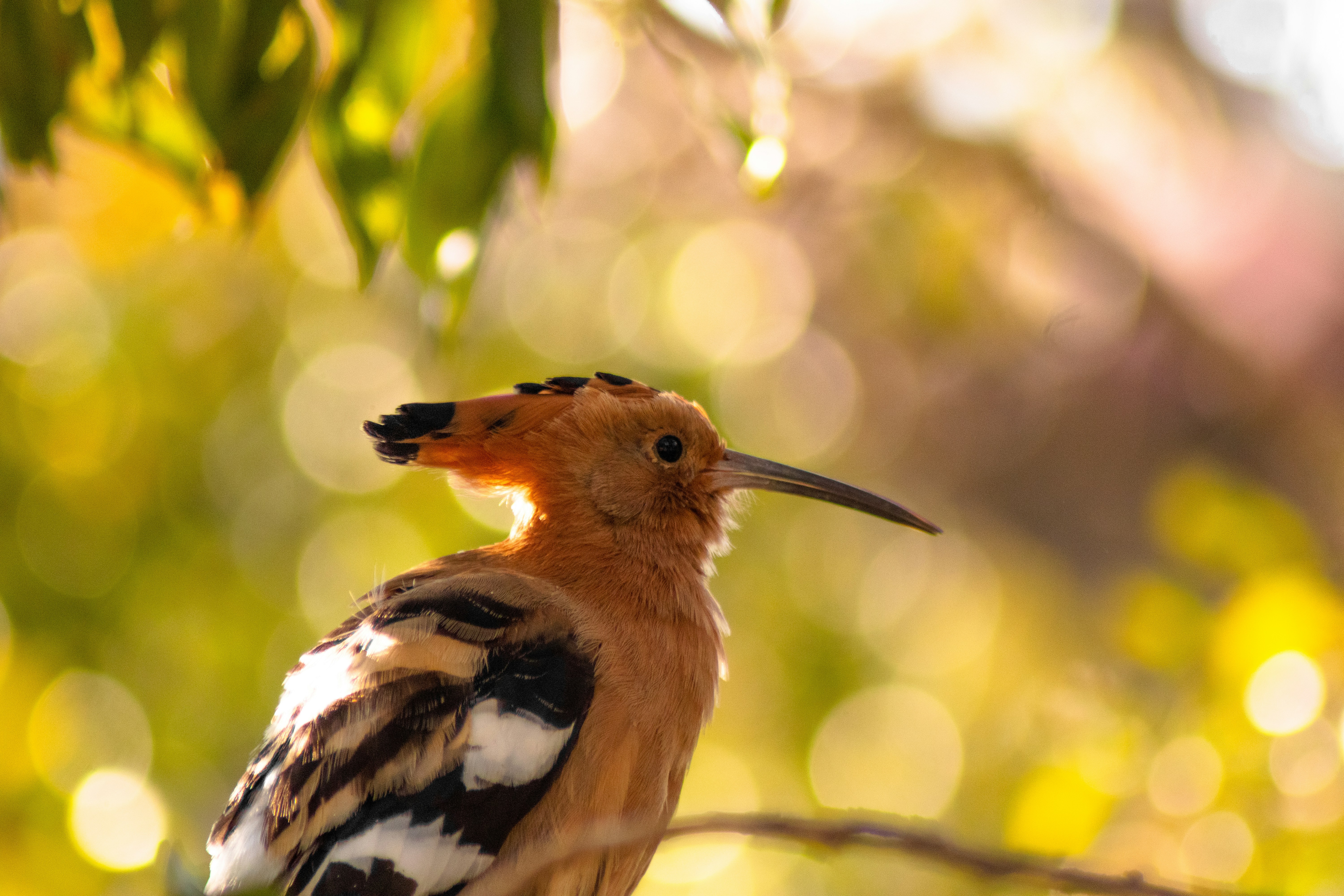 Hoopoe in Sunlit Foliage: A Portrait with Bold Contrast