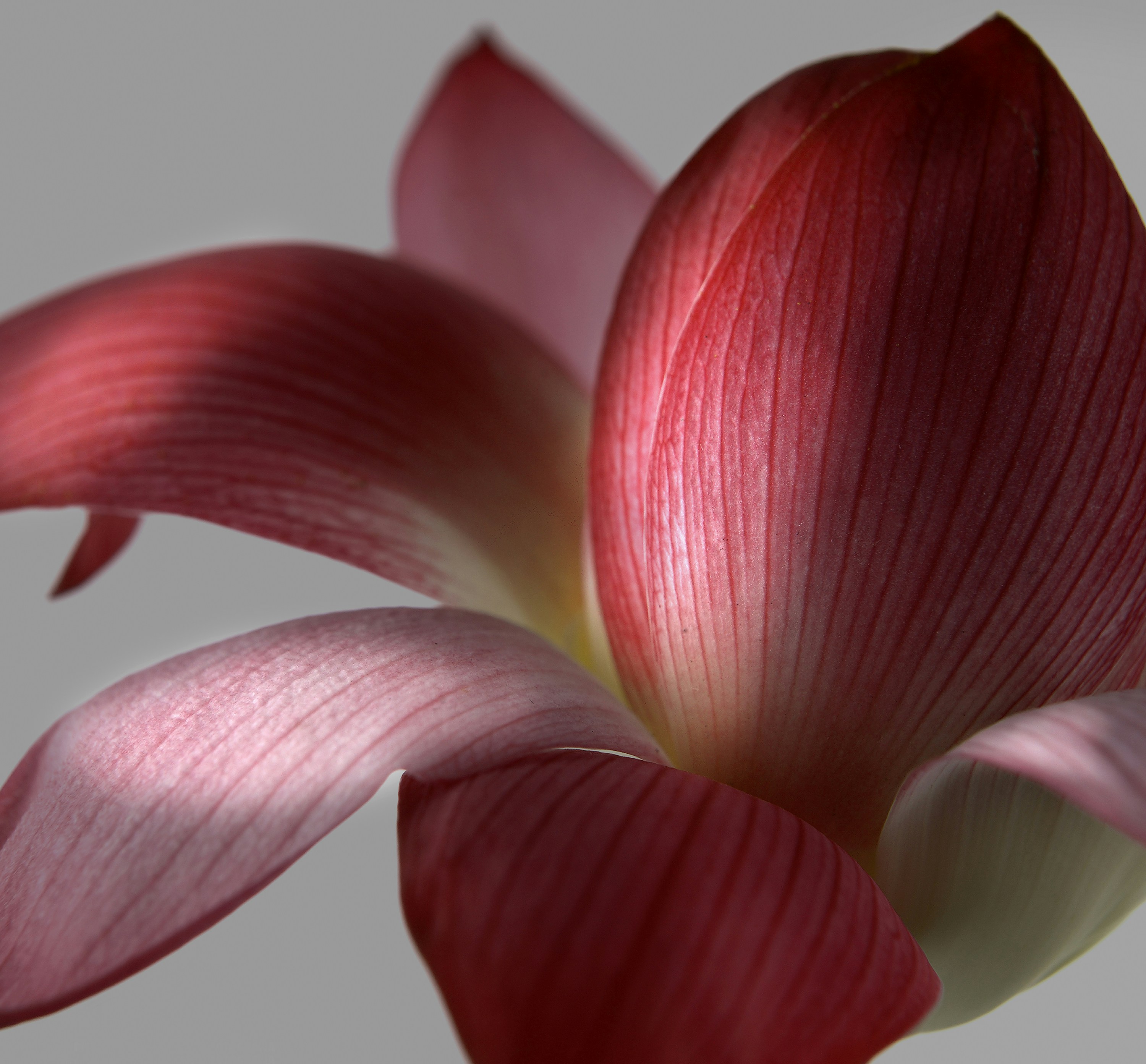 Delicate red and pink flower petals gracefully unfurl, illuminated by soft light against a neutral backdrop.