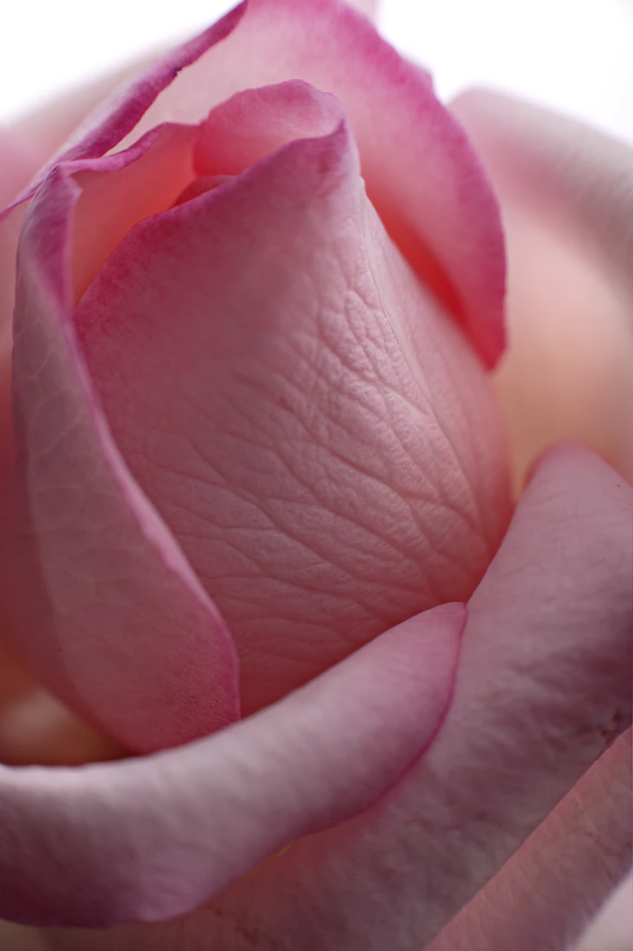 Macro close-up of a pink rose bud with layered petals and delicate texture against a bright, softly blurred background.