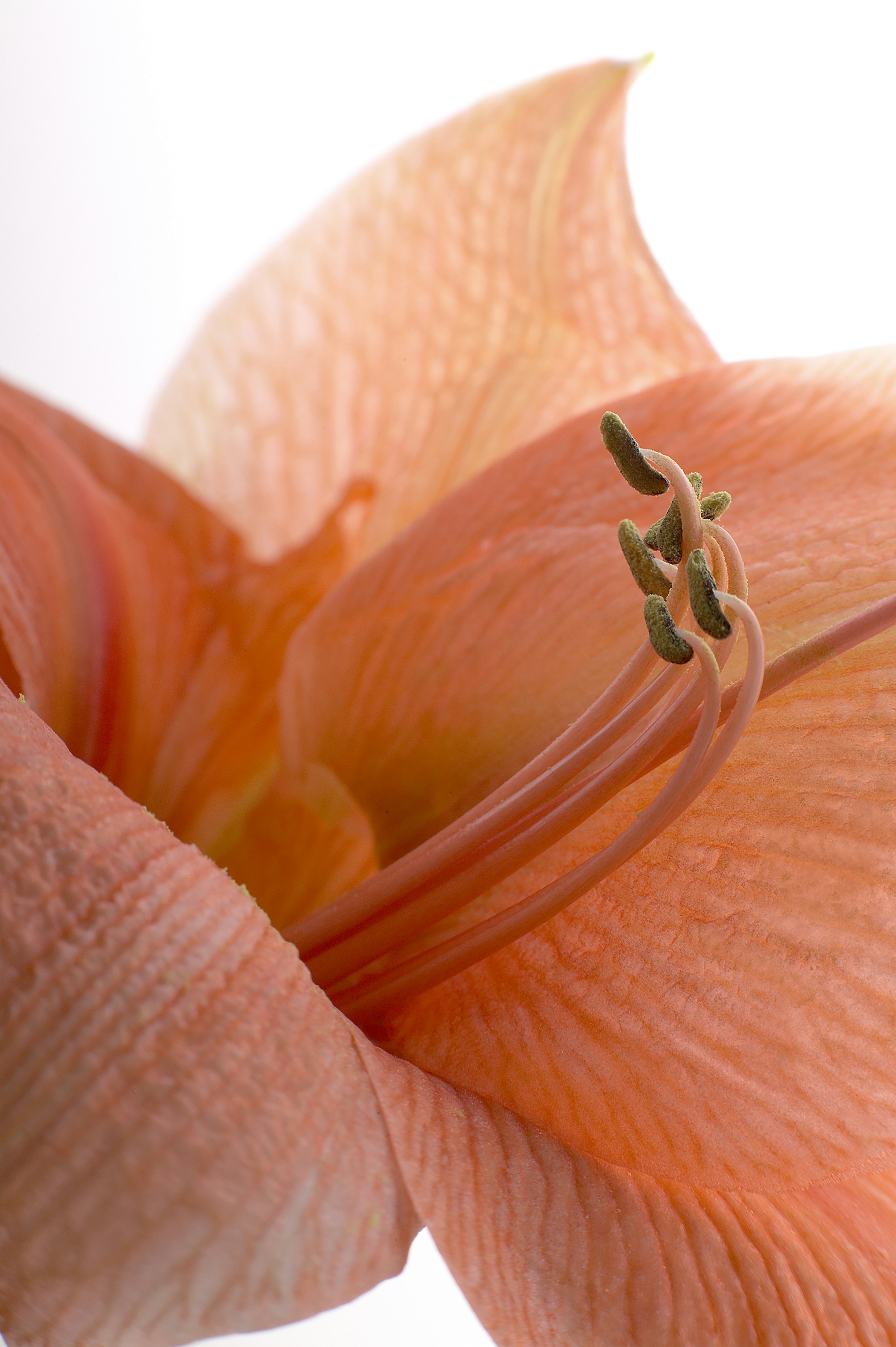 Stamen Threads in Coral Petals: a macro portrait of an orange bloom