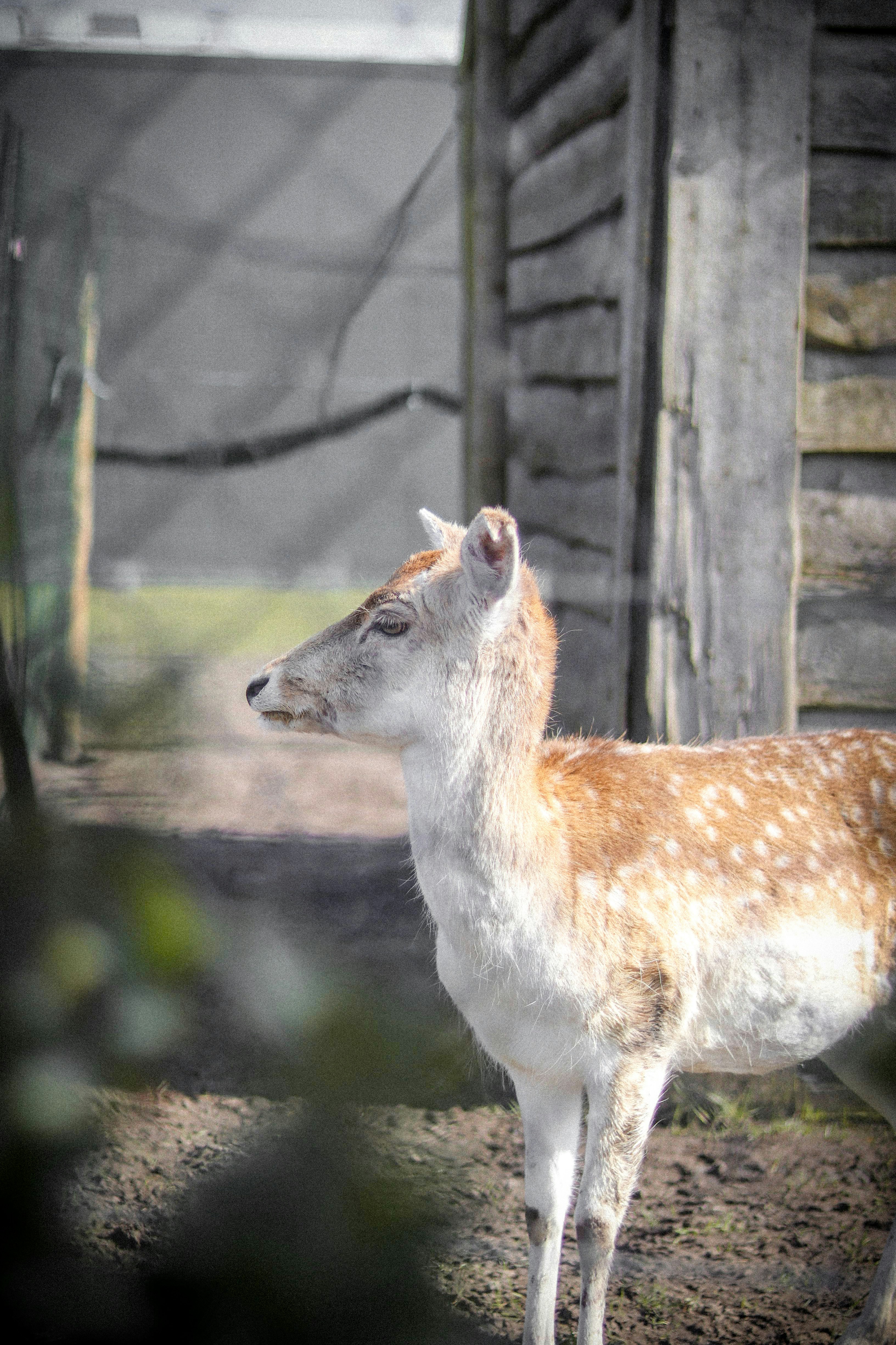 Fallow deer gazing thoughtfully beside a rustic wooden structure, framed by soft foliage. A moment of tranquility in a natural setting.