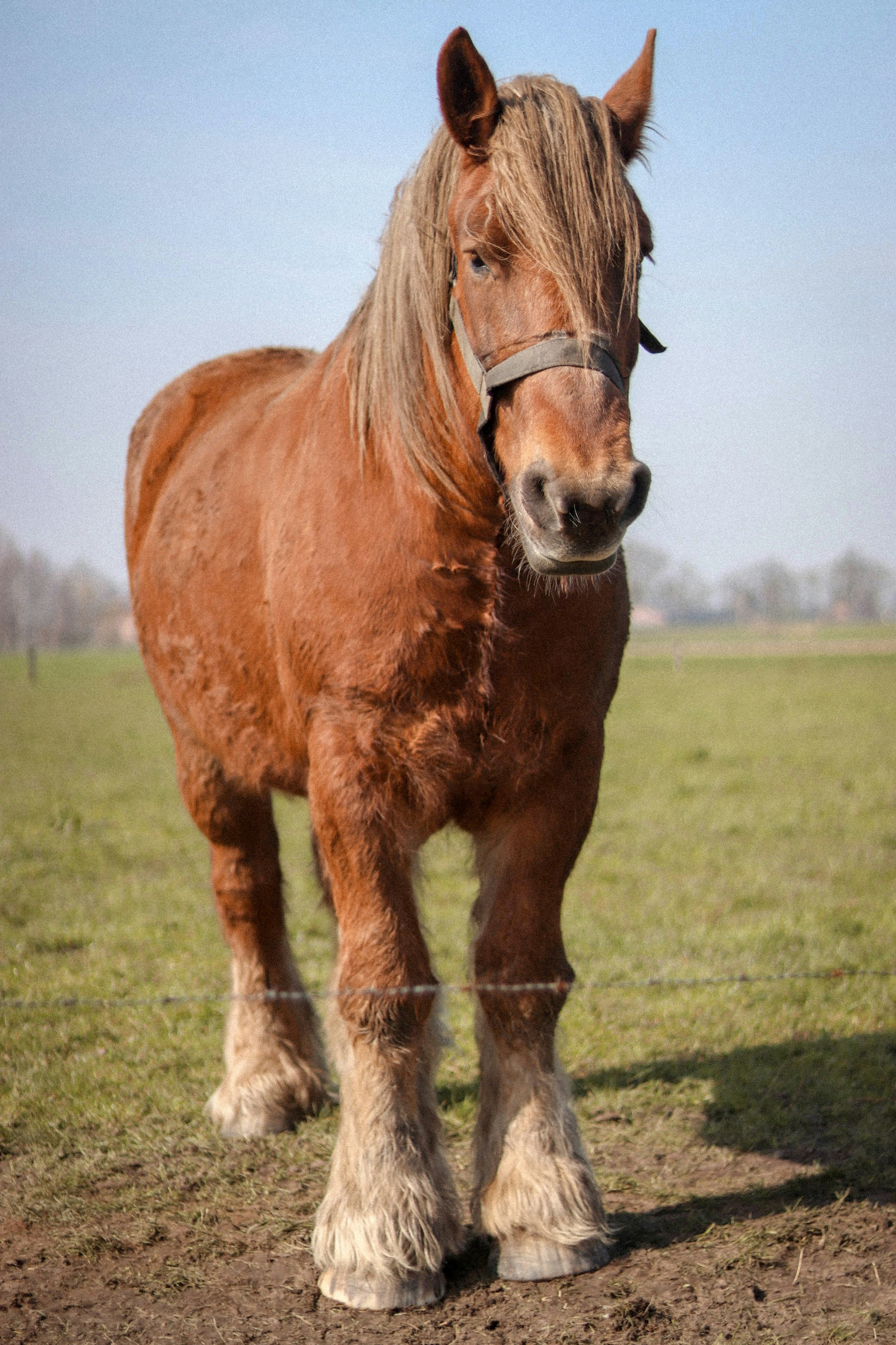 A powerful chestnut horse stands confidently in a lush green field under a clear blue sky, embodying strength and tranquility.