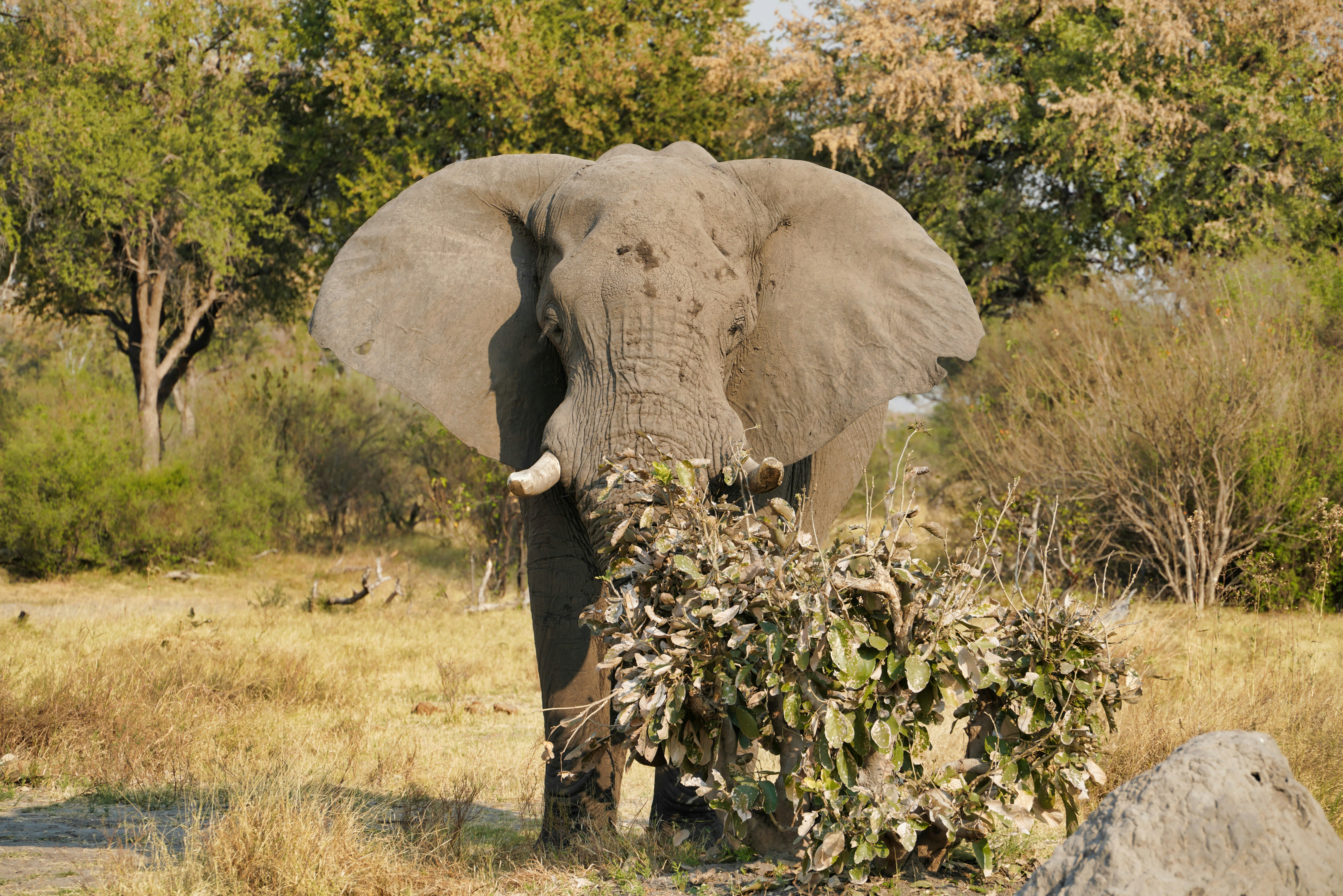 An elephant enjoying the leafy greens in Okavango Delta, Botswana.