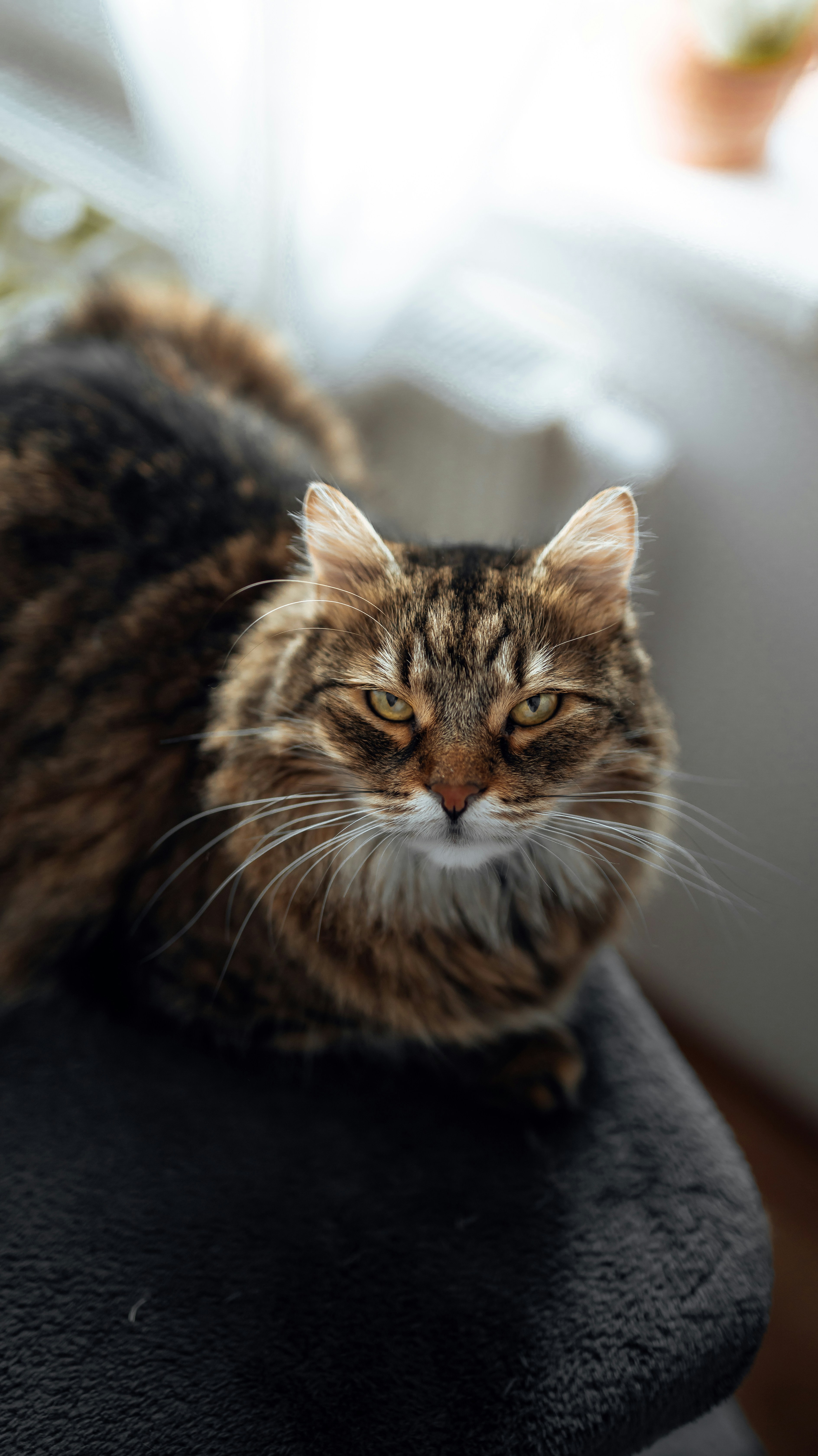 Pets | 100+ best free pet, animal, mammal and eye photos on Unsplash