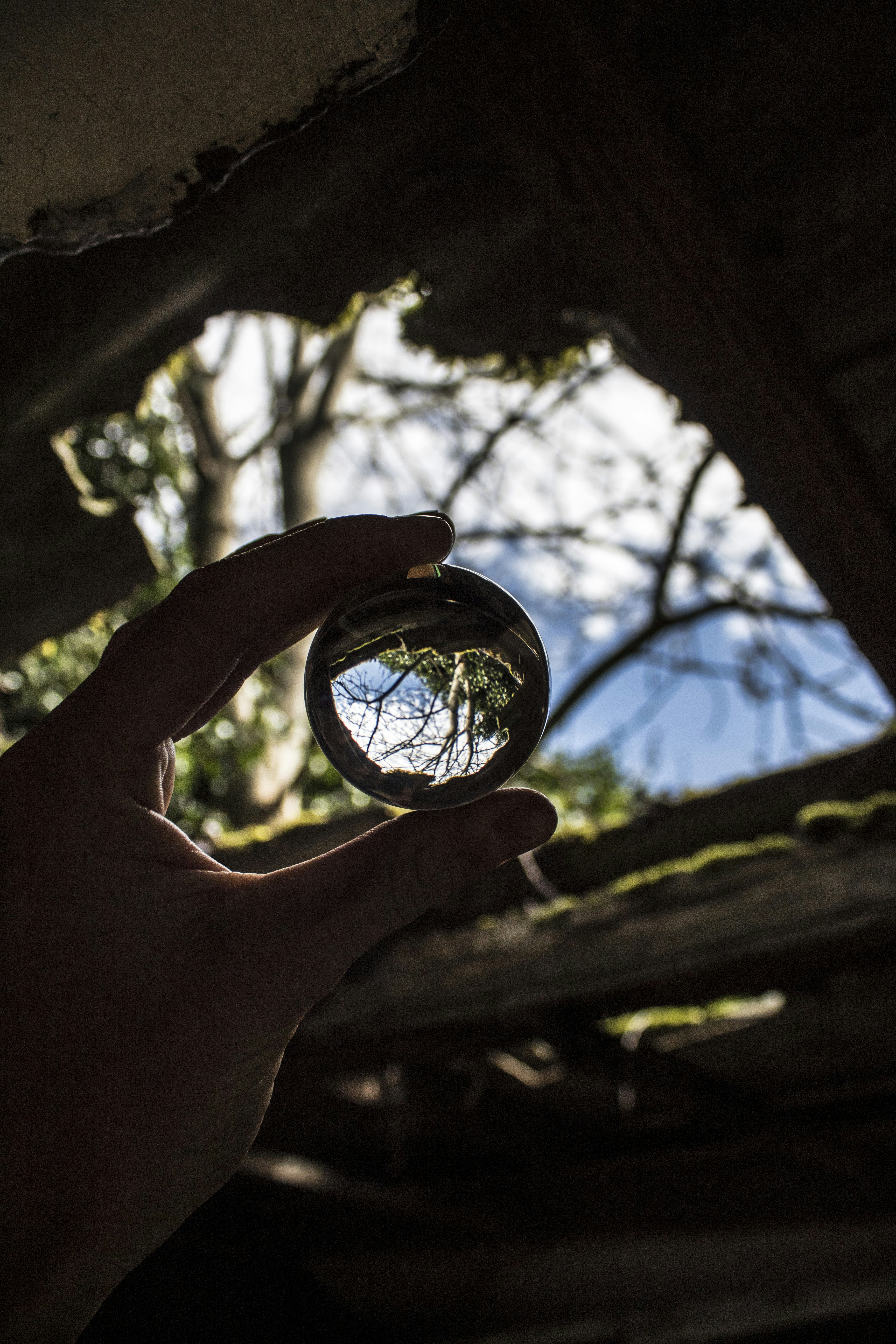 Lensball View: Tree Reflections Framed by a Handful of Light
