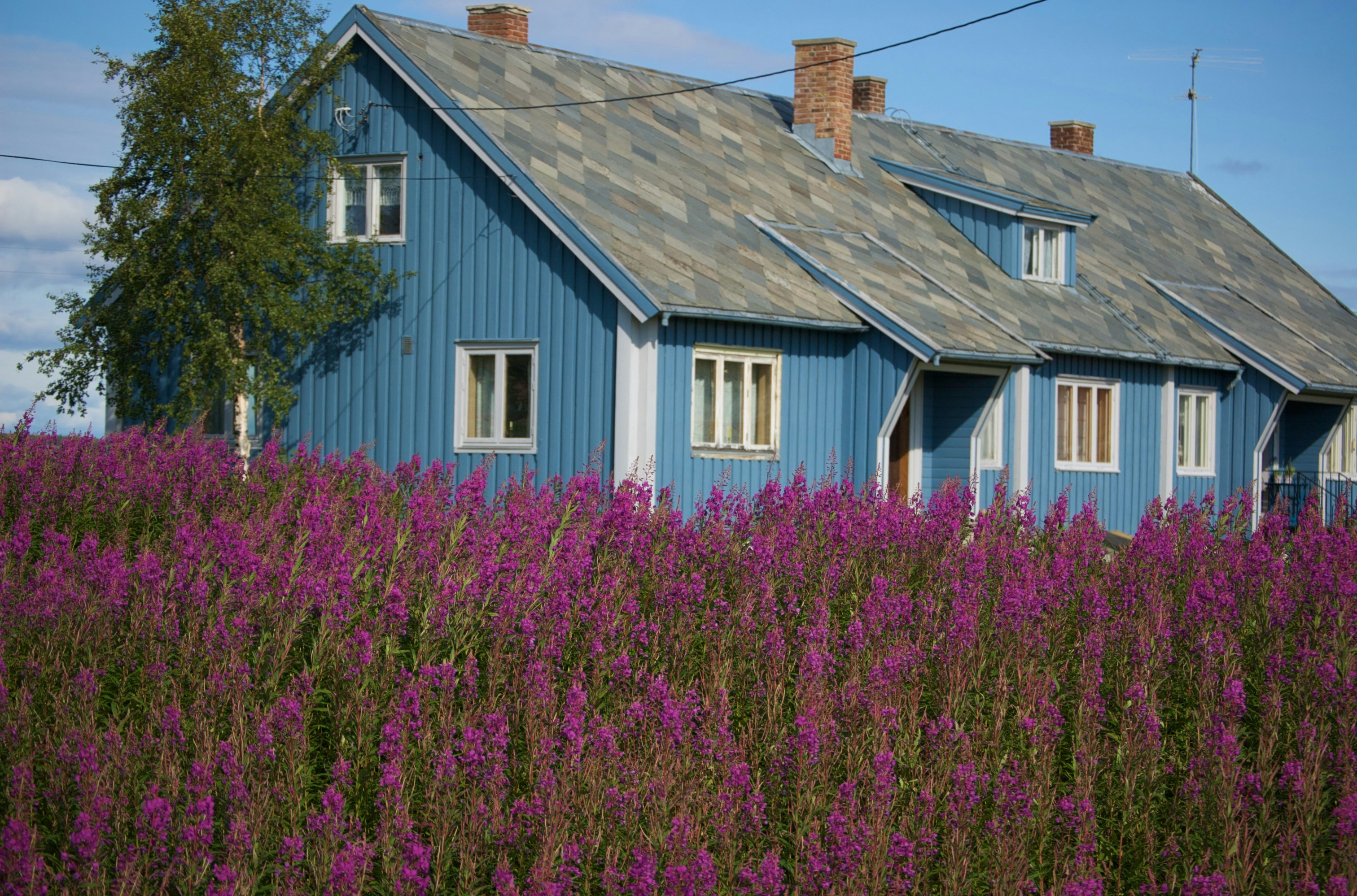 A blue wooden house surrounded by vibrant purple wildflowers under a clear sky. The scene captures the essence of rural charm and natural beauty.