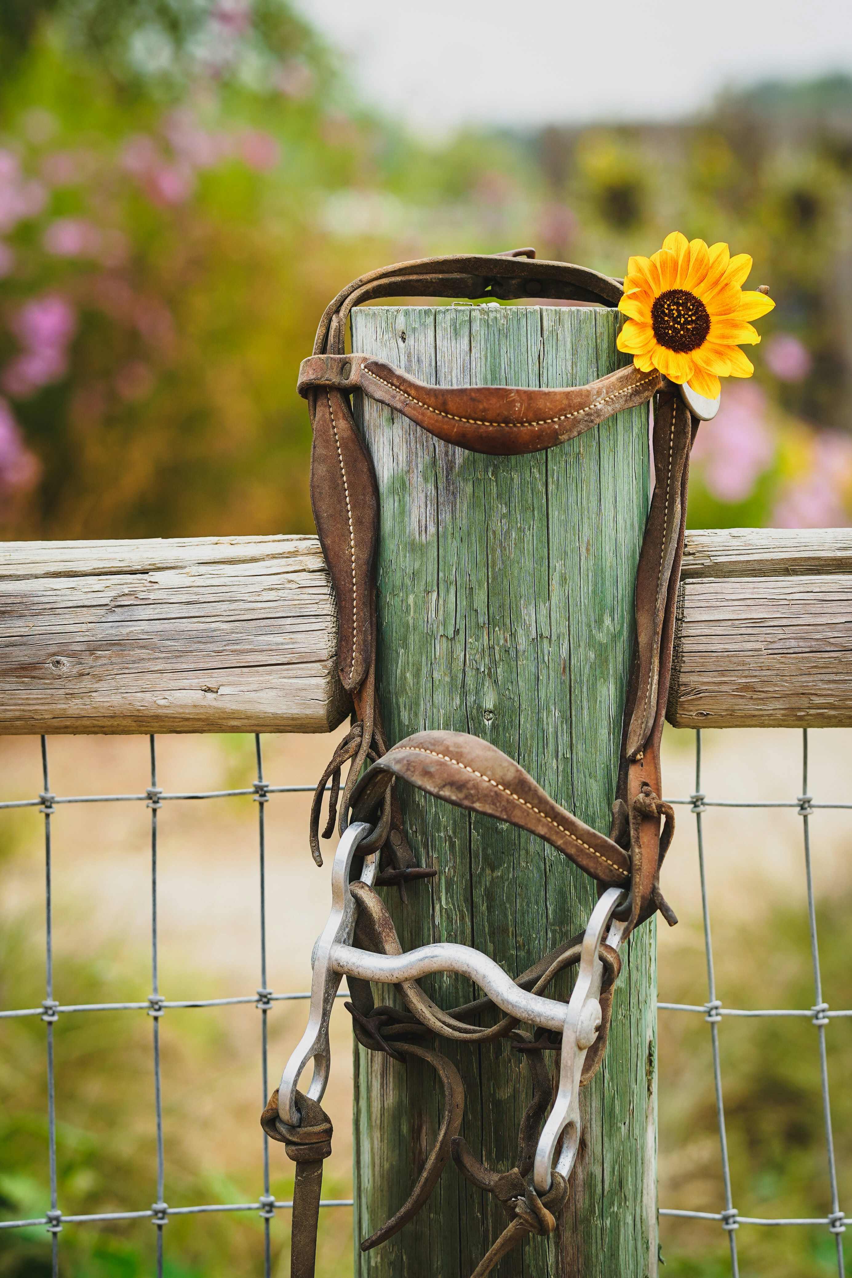 Sunflower on a Tackled Post: A Quiet Moment in the Field