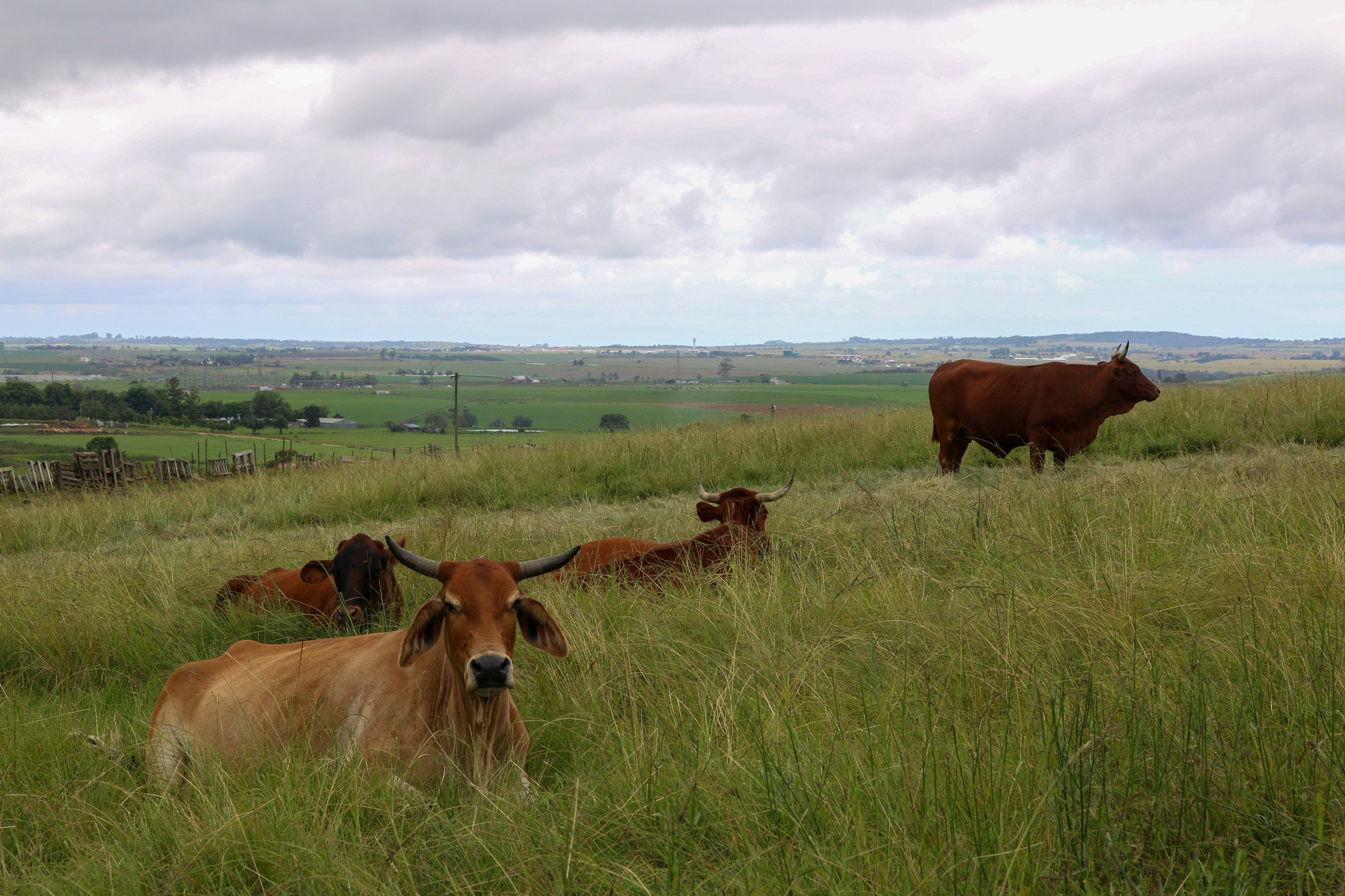 cows in a field