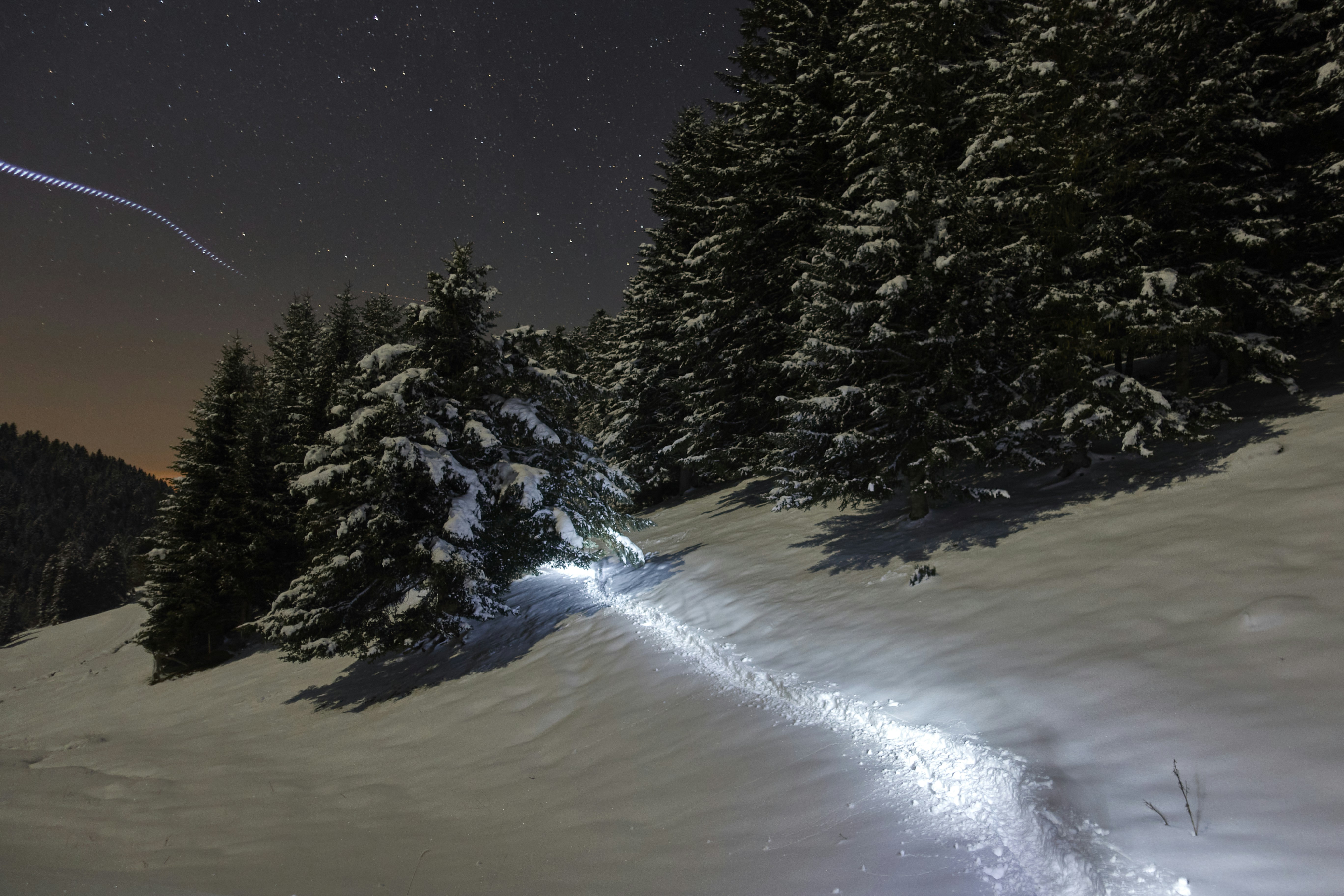 Pine Trees Snow At Night