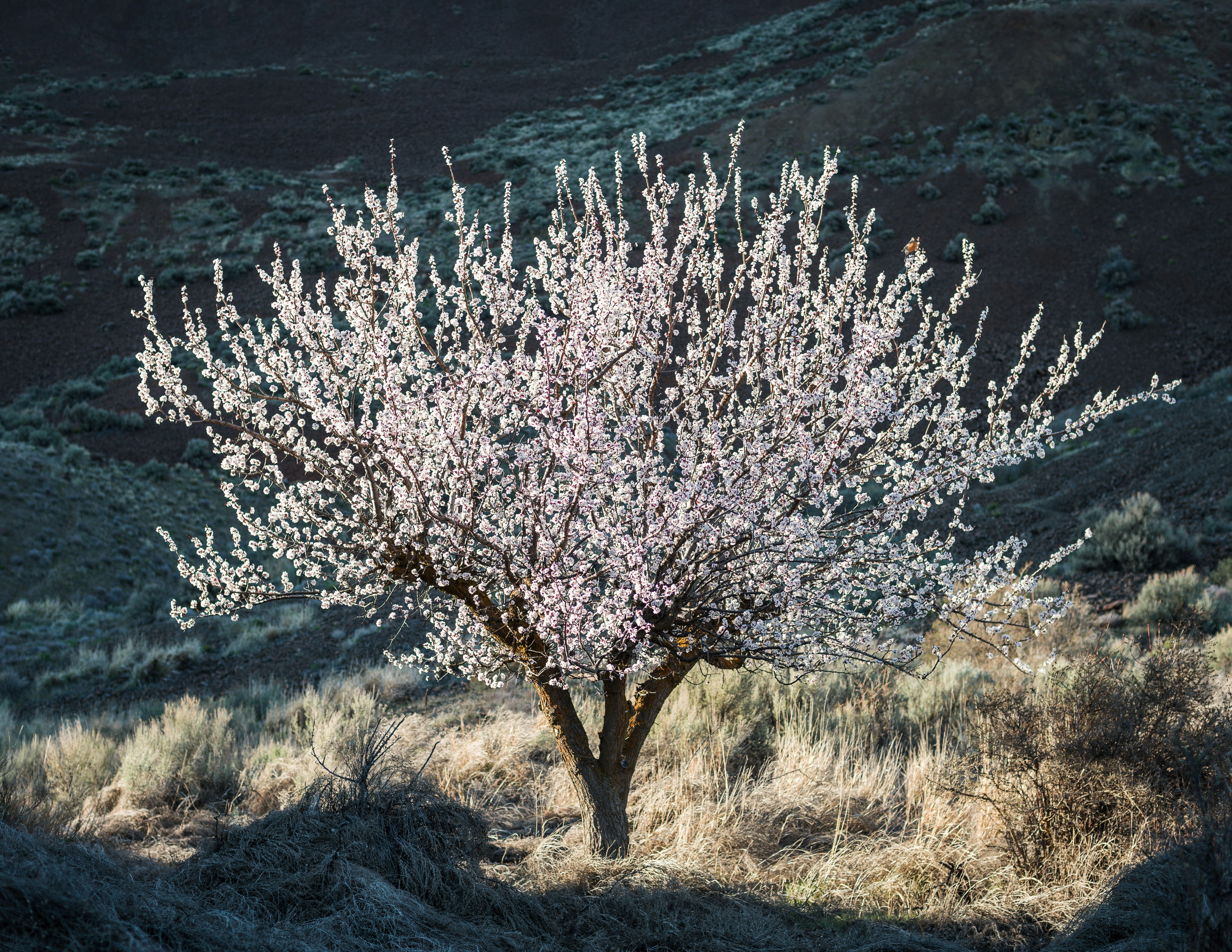 Blossoming Sentinel: A lone flowering tree in a sunlit hillside