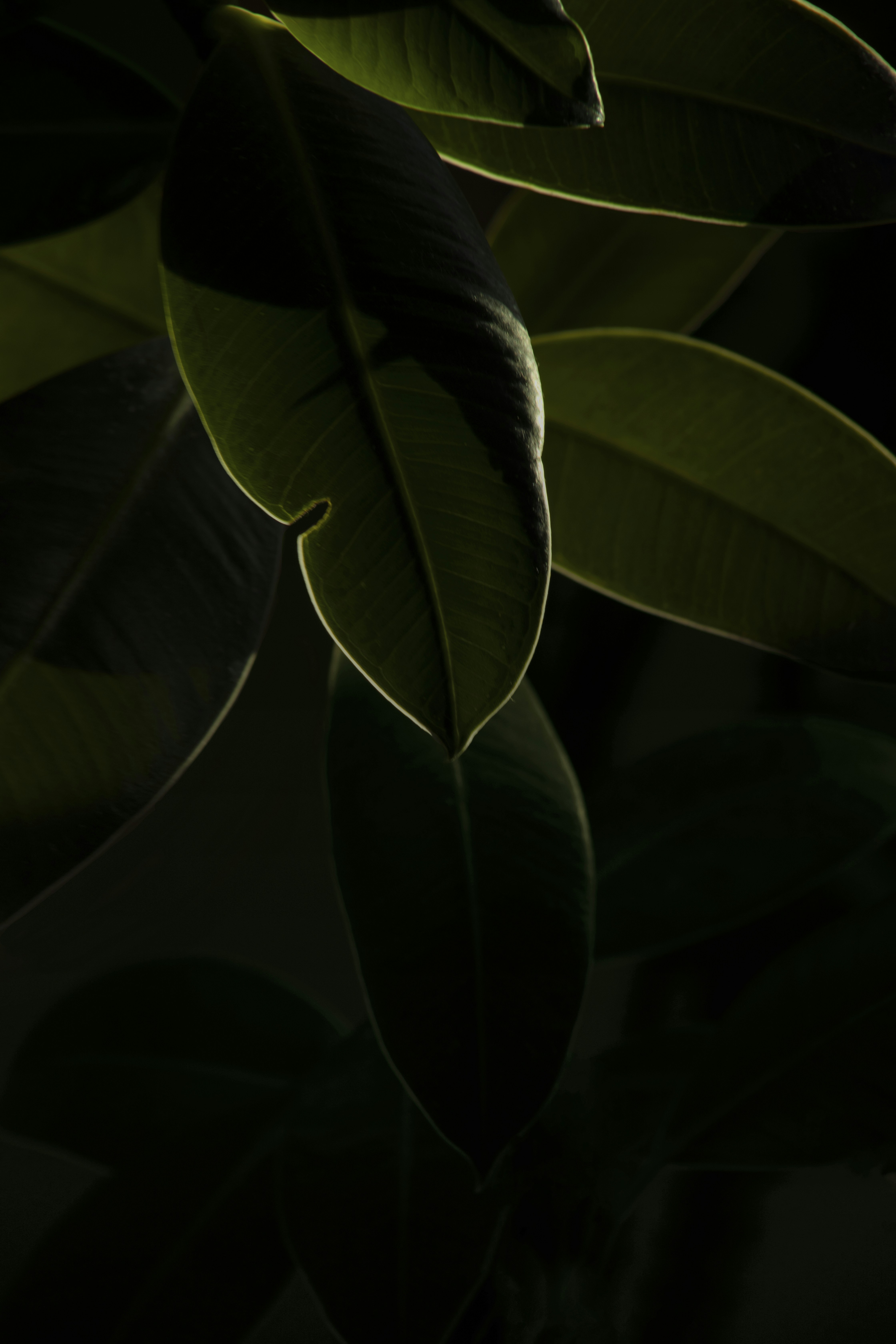Breathing the sunlight. | green leaves in close up photography
