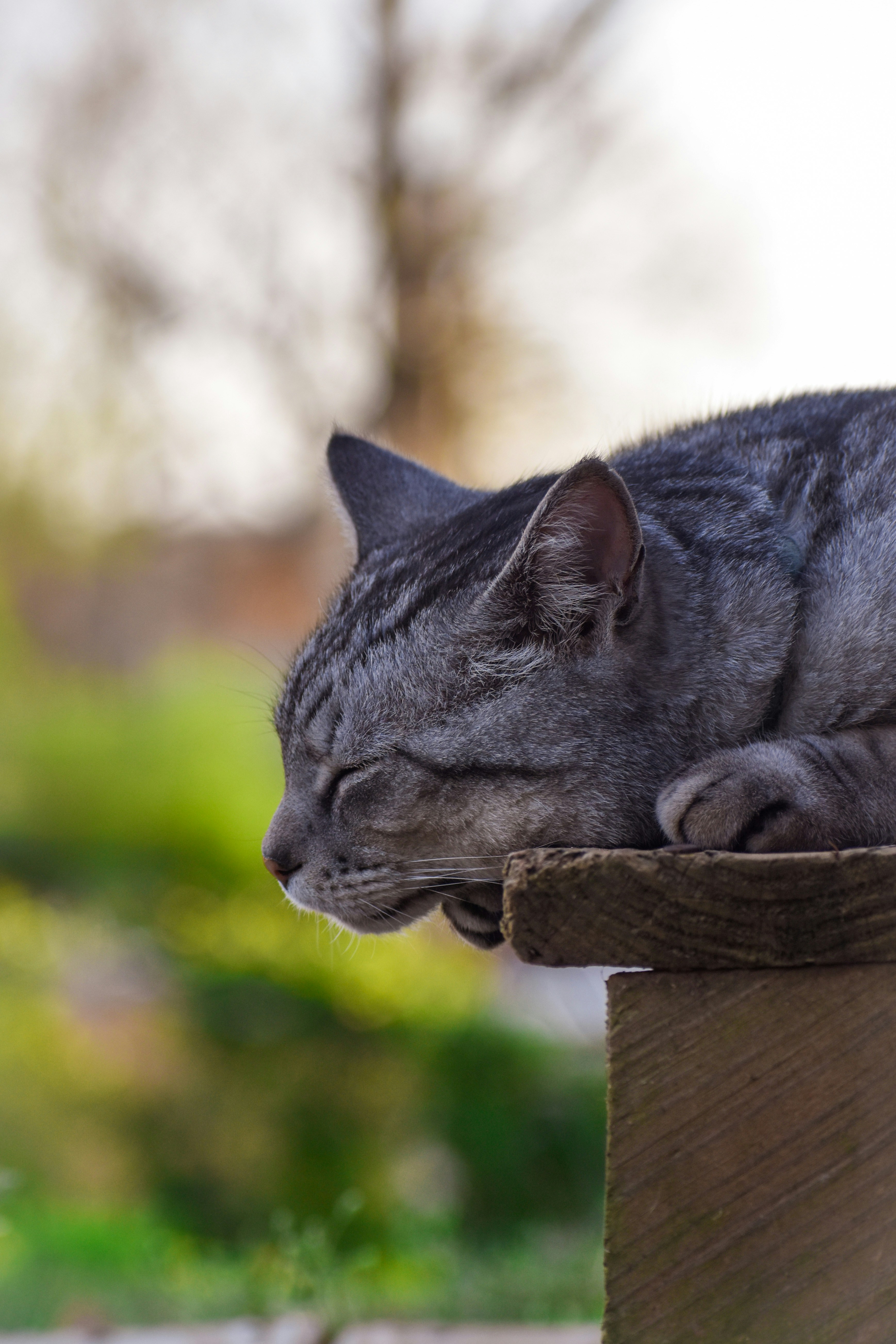 Sunlit Reverie: Gray Cat Dozing on a Weathered Railing