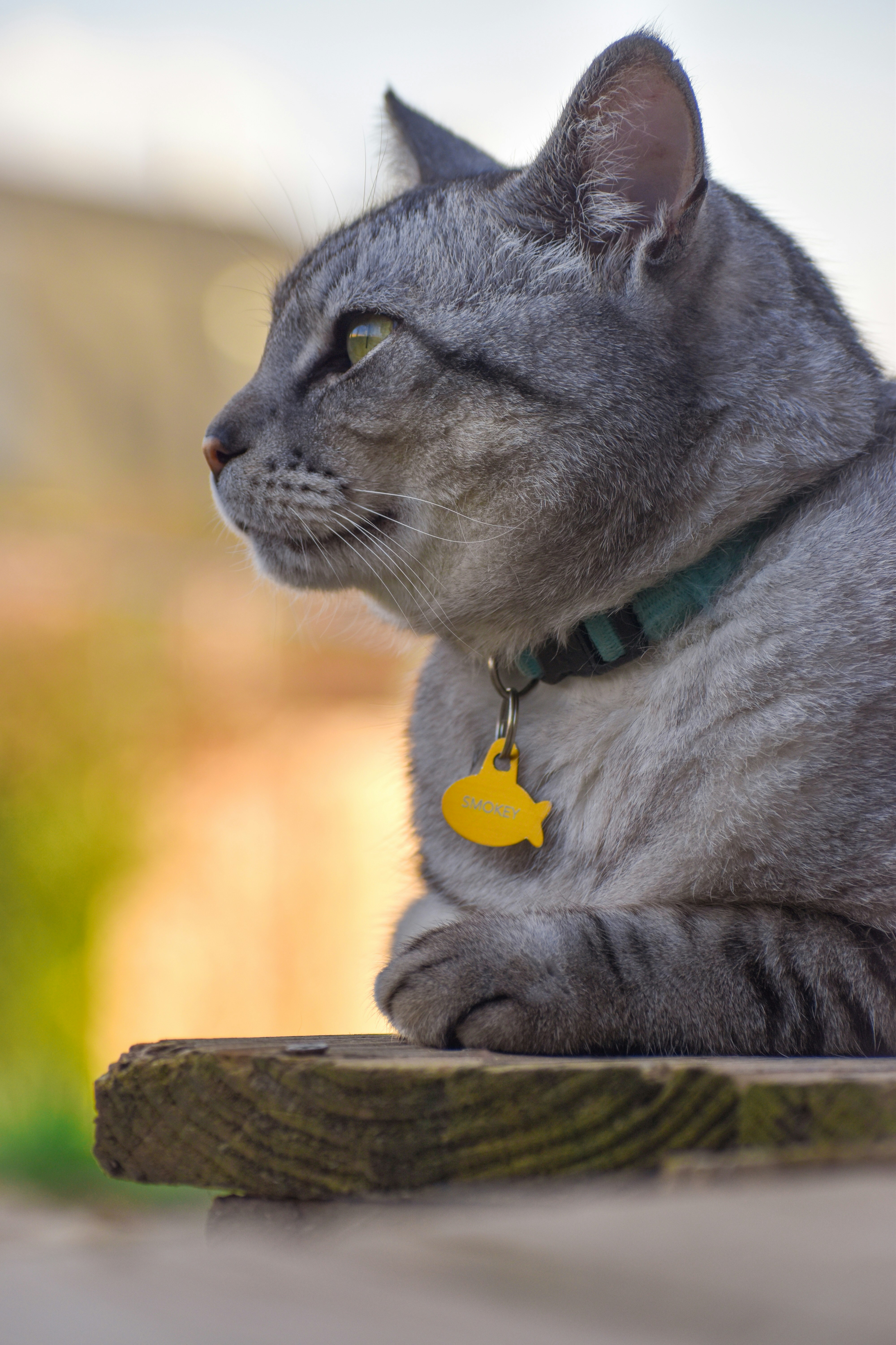 Another cat. 
