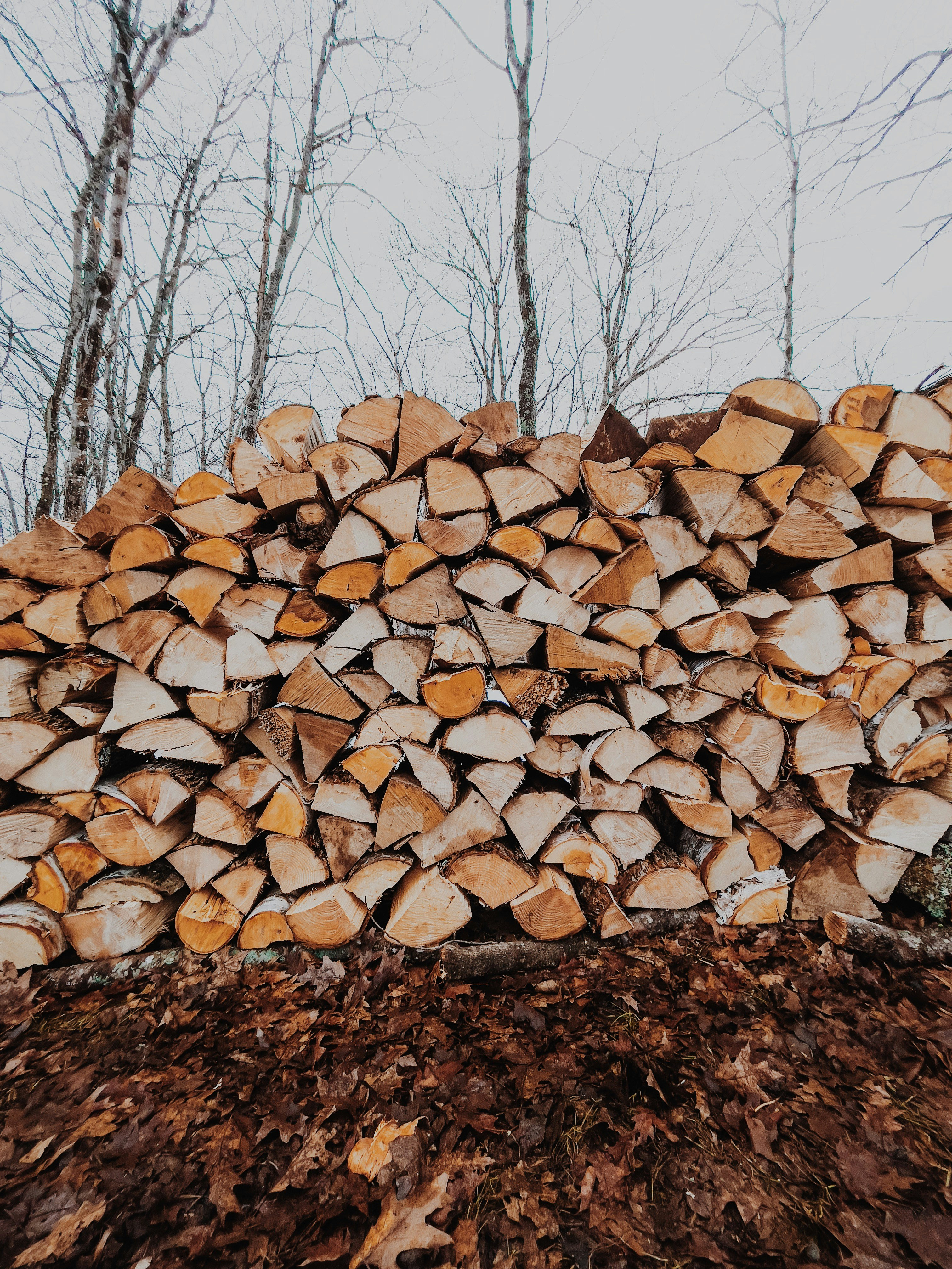Stacked firewood against a backdrop of bare trees, showcasing the balance between nature and human utility.