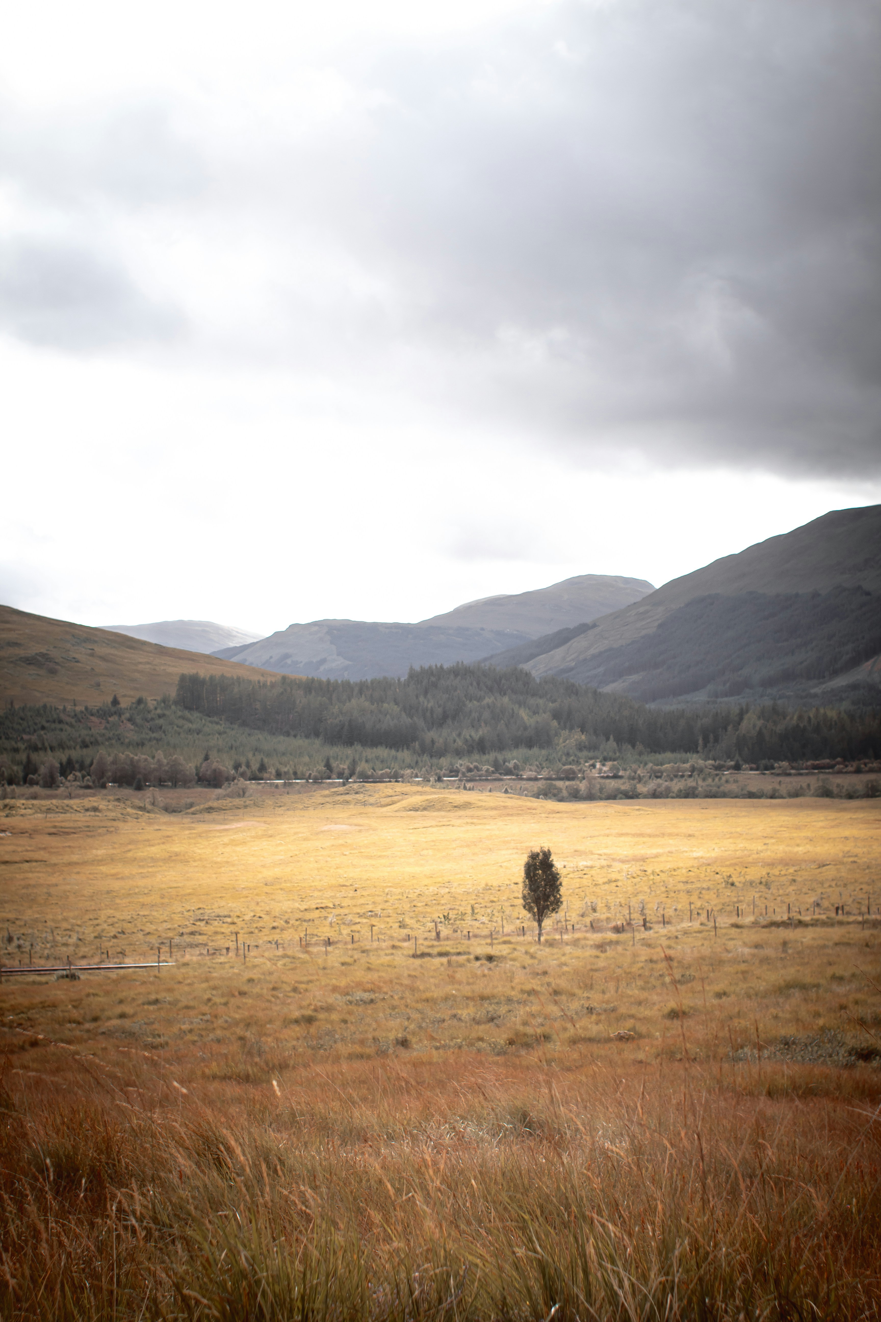 Lone Tree on an Amber Prairie Beneath Brooding Clouds