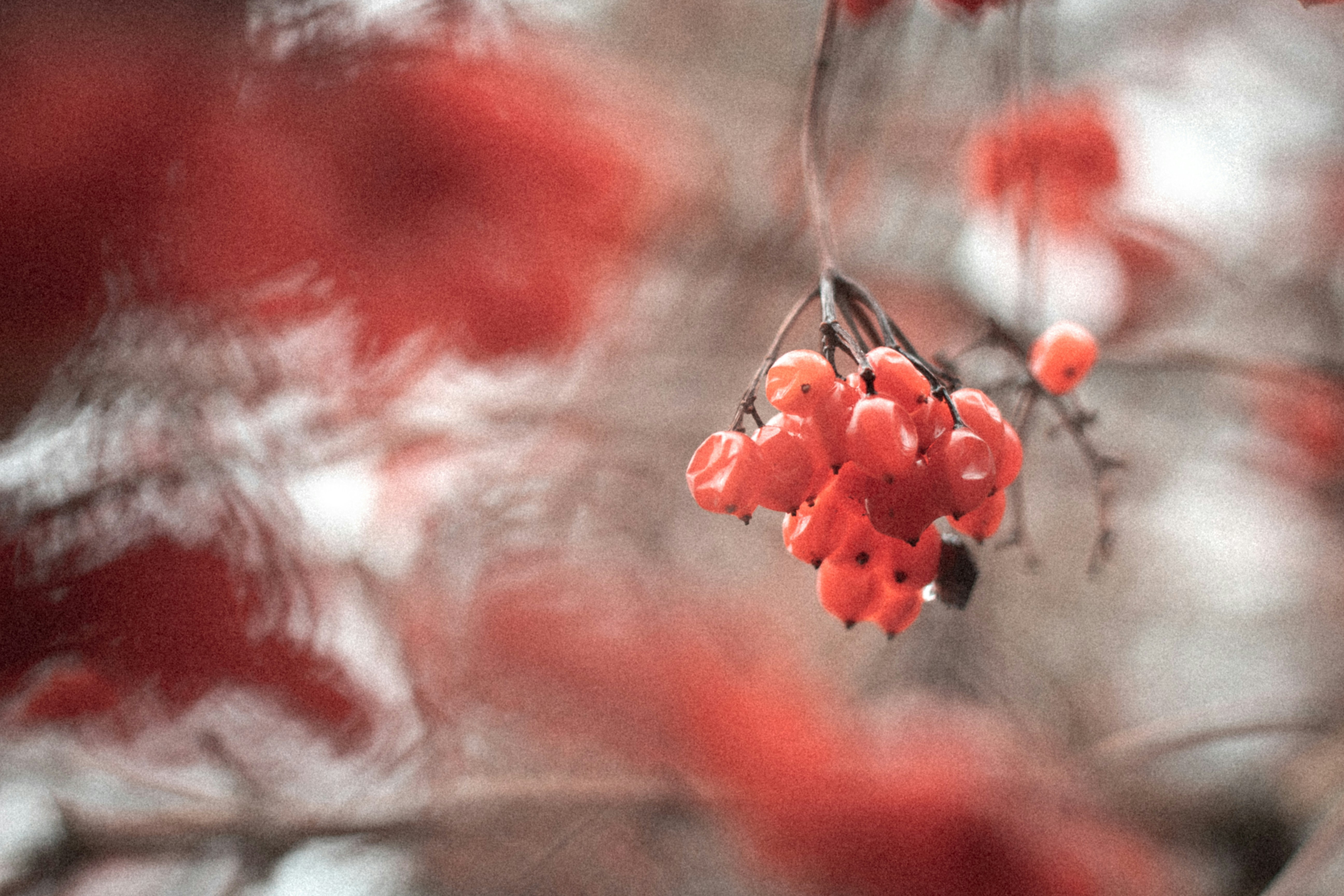 Close up of red berries hanging from a tree with water droplets on them. 

Shot on Canon EOS 1300D w/ 50mm f1.8