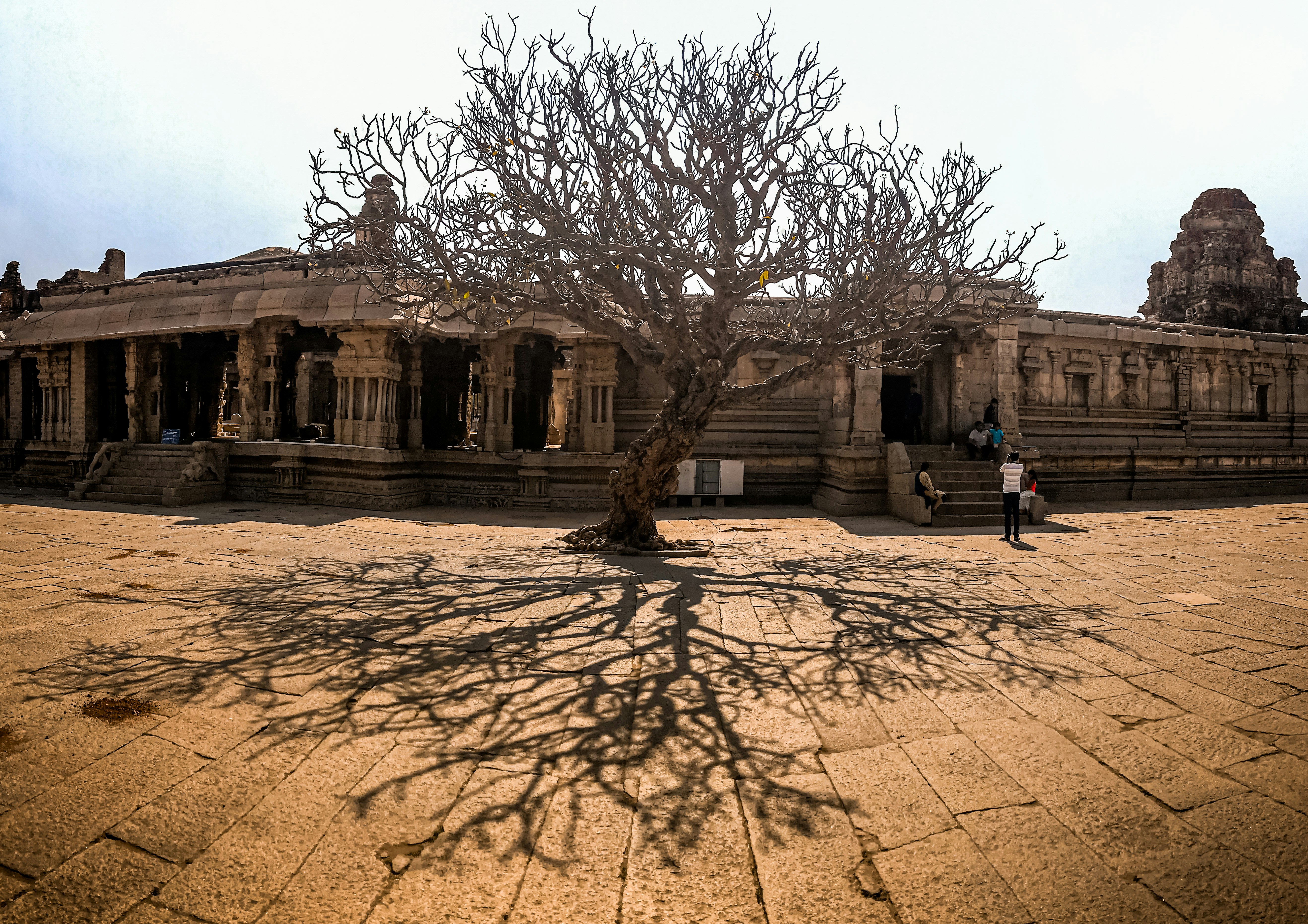 A gnarled tree casts intricate shadows on the stone courtyard of an ancient temple, highlighting the interplay between nature and history.