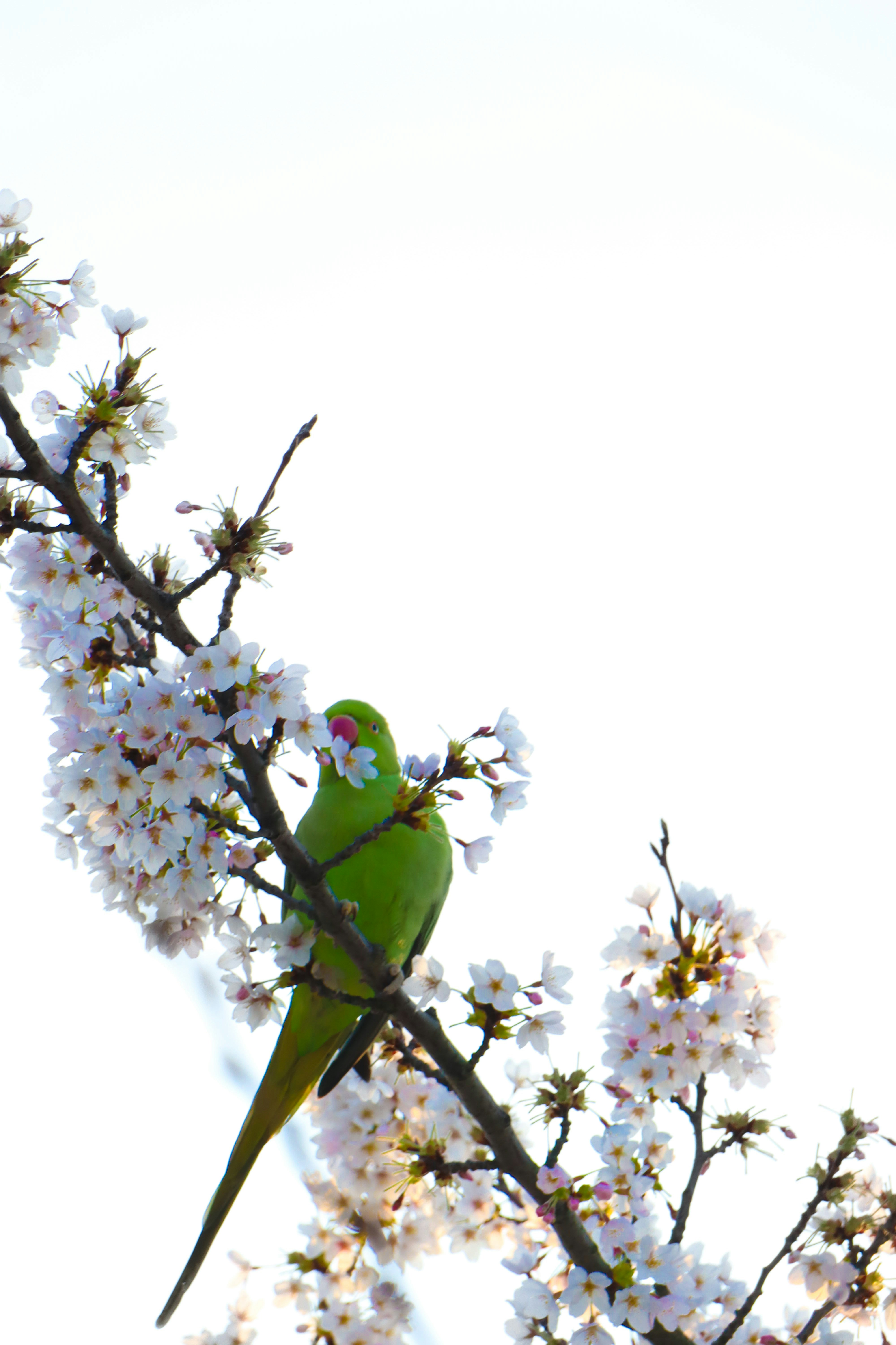 Green bird on tree branch photo – Free Battersea Image on Unsplash