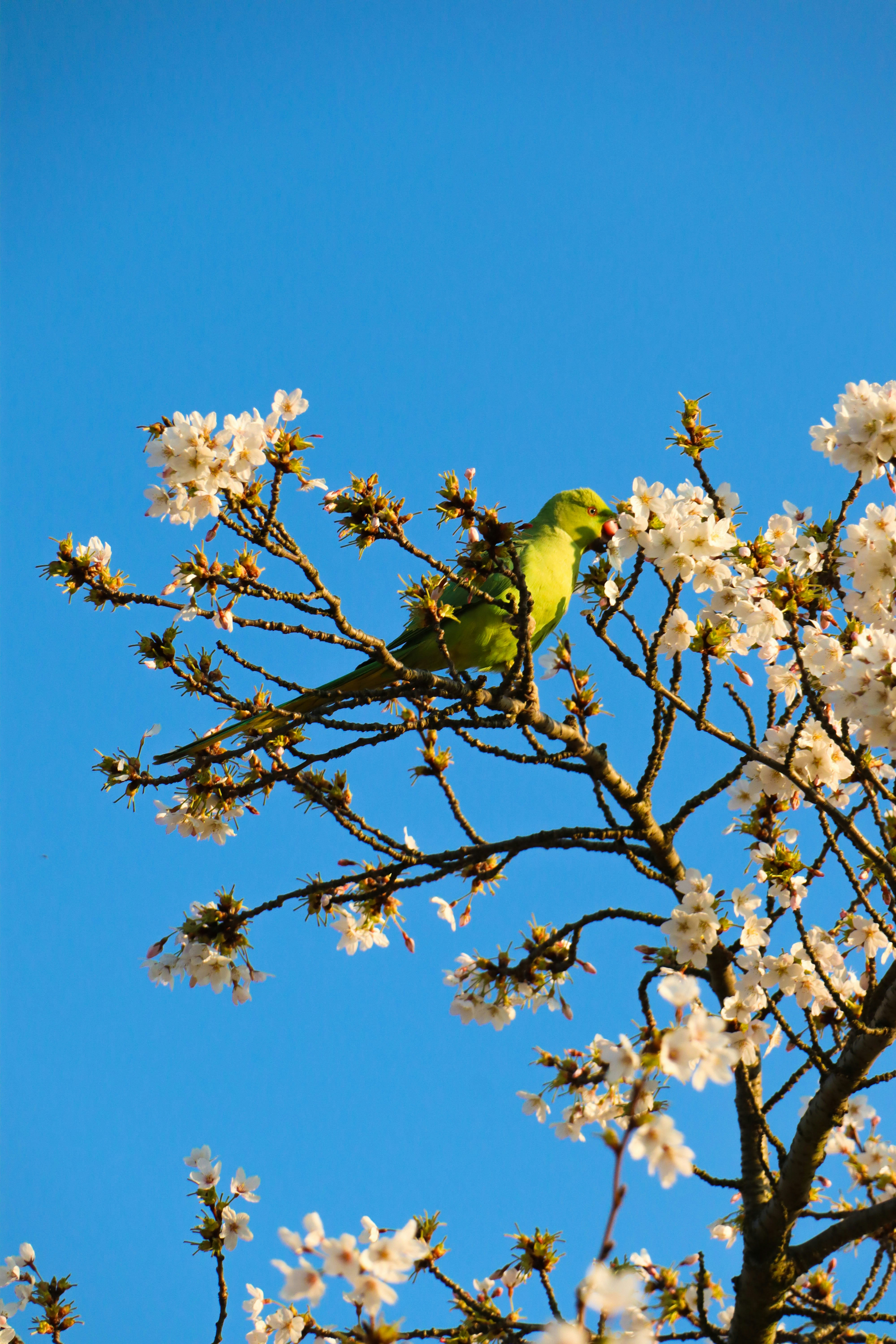 Green bird on brown tree branch during daytime photo – Free London ...