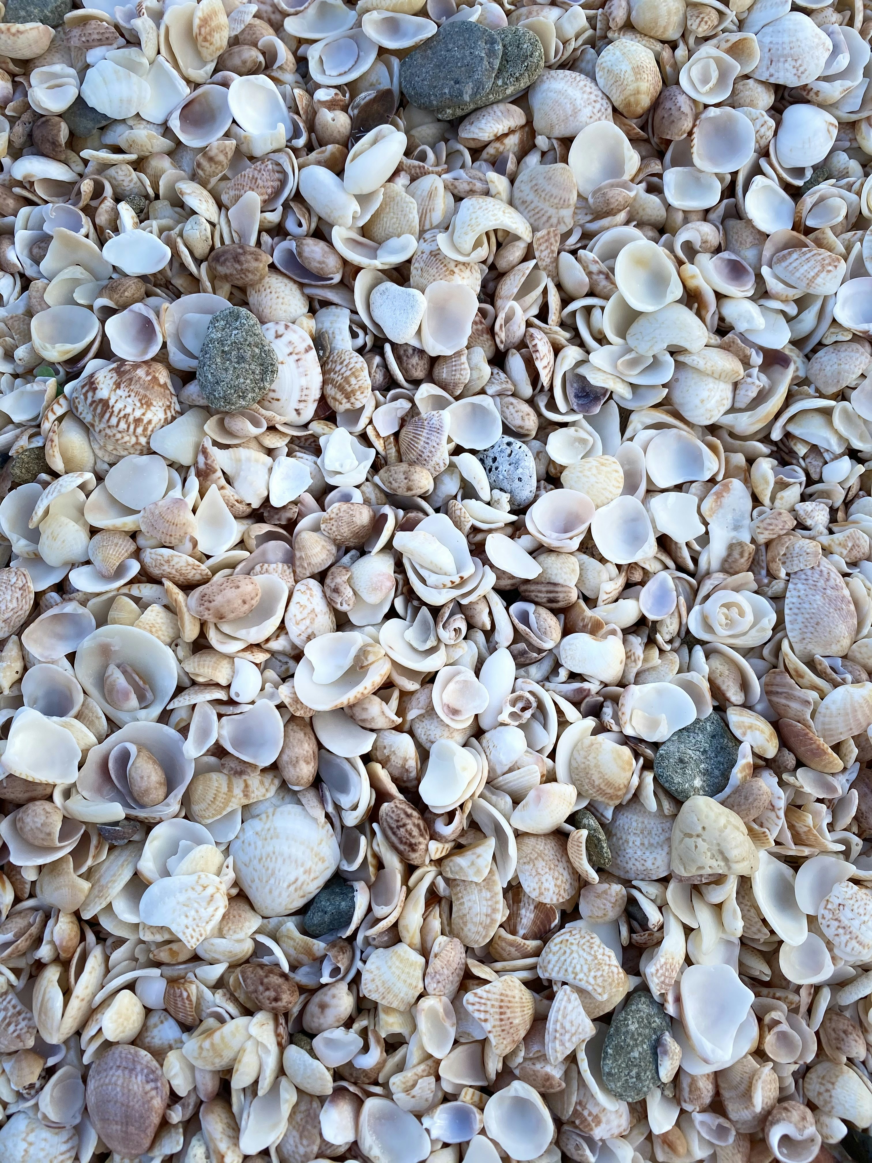 A diverse collection of seashells scattered across the sand, showcasing intricate patterns and textures. Natural stones interspersed among the shells add to the visual interest.
