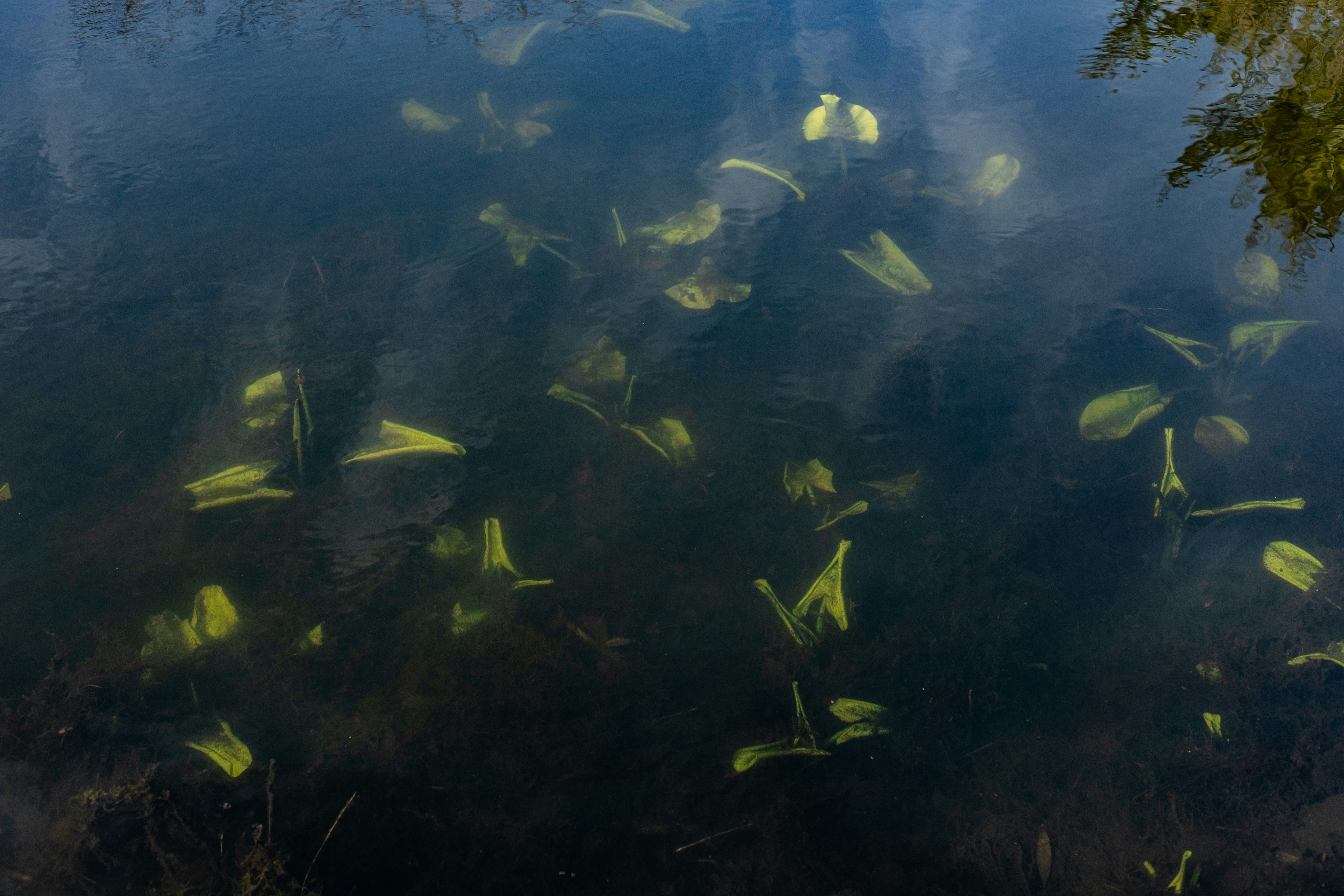 Submerged Symphony of Leafy Green