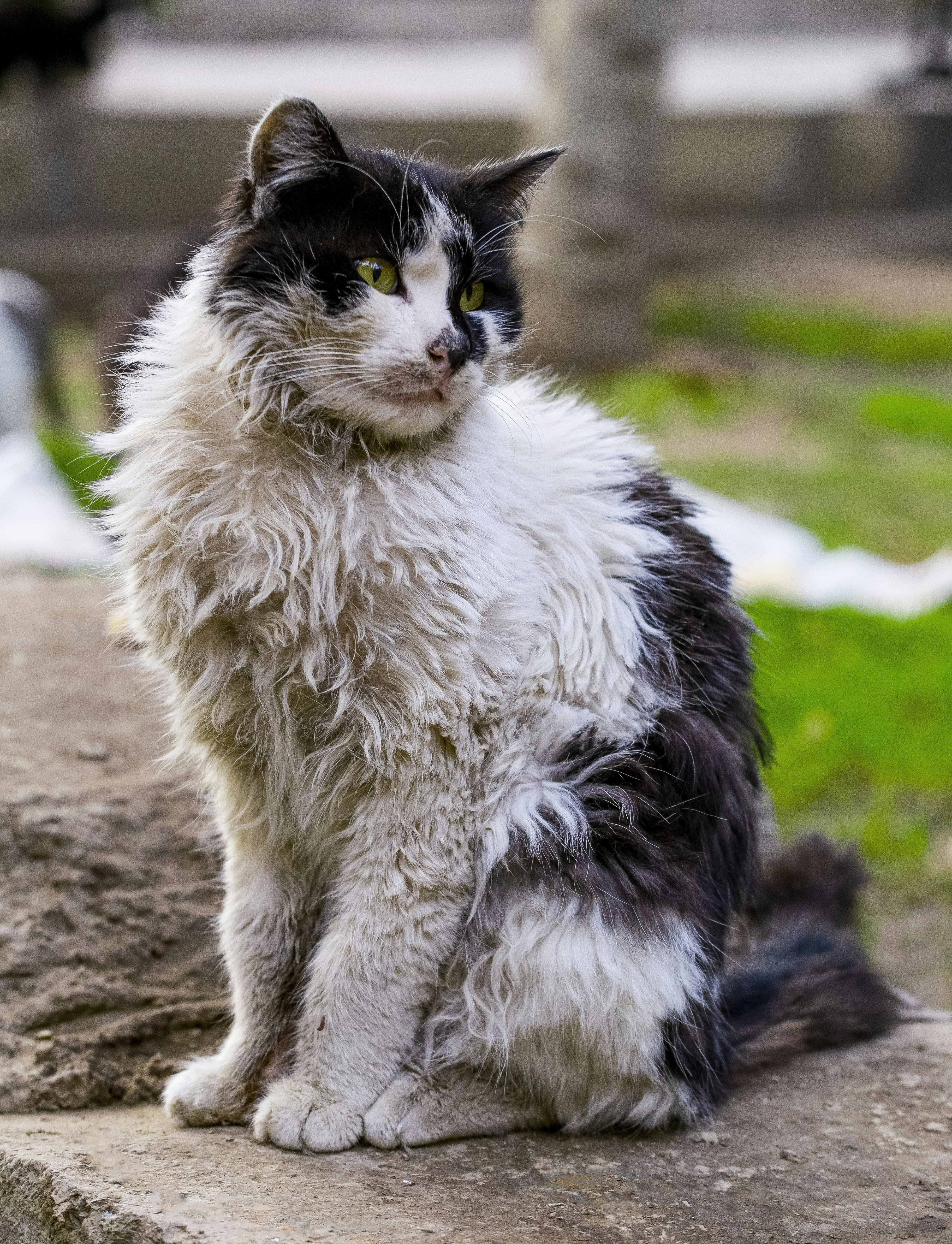 Rain-Kissed Feline on a Stone Step: Dignity in Damp Fur