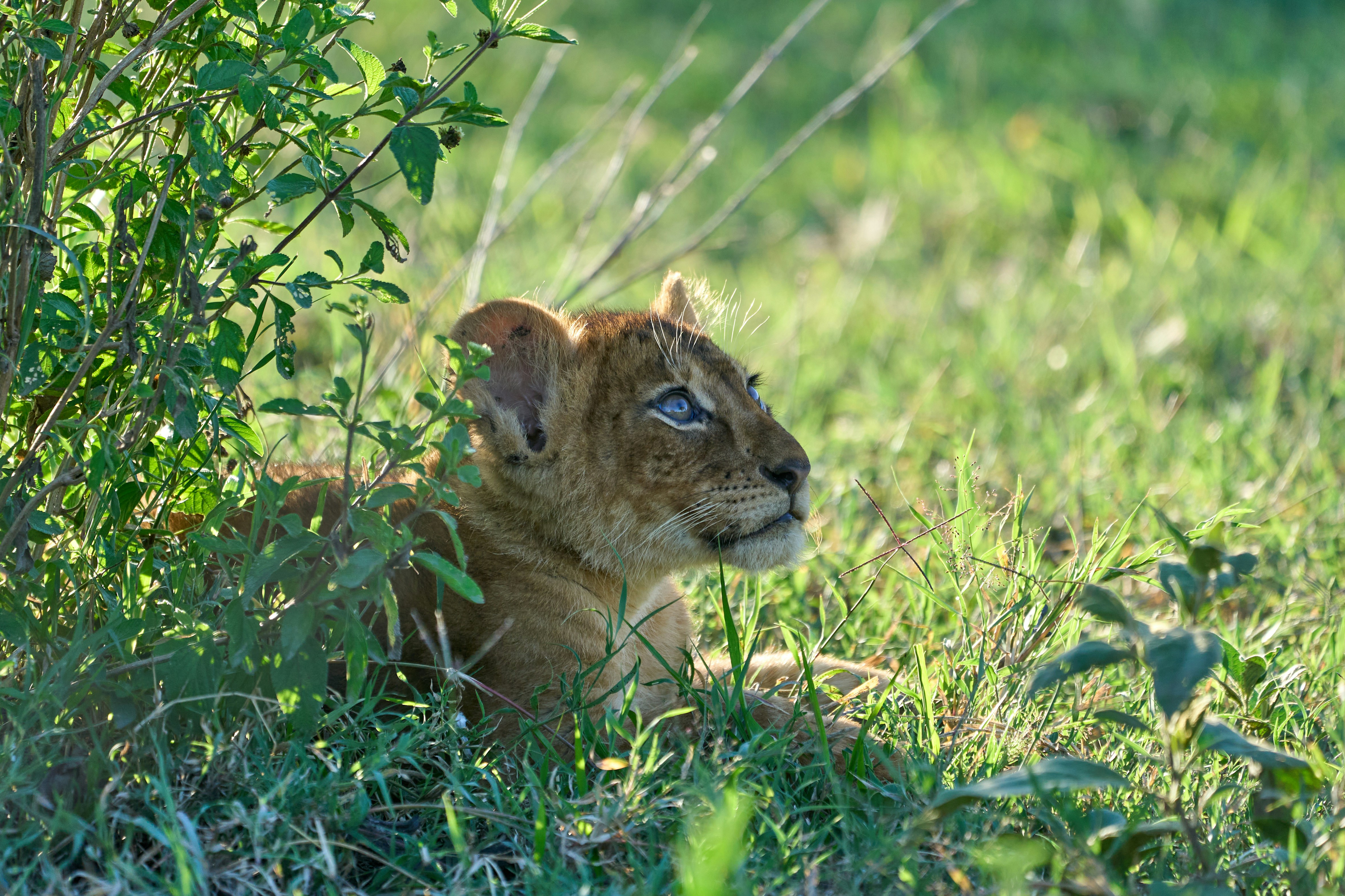 Blue-Eyed Lion Cub Peering Through Sunlit Grass