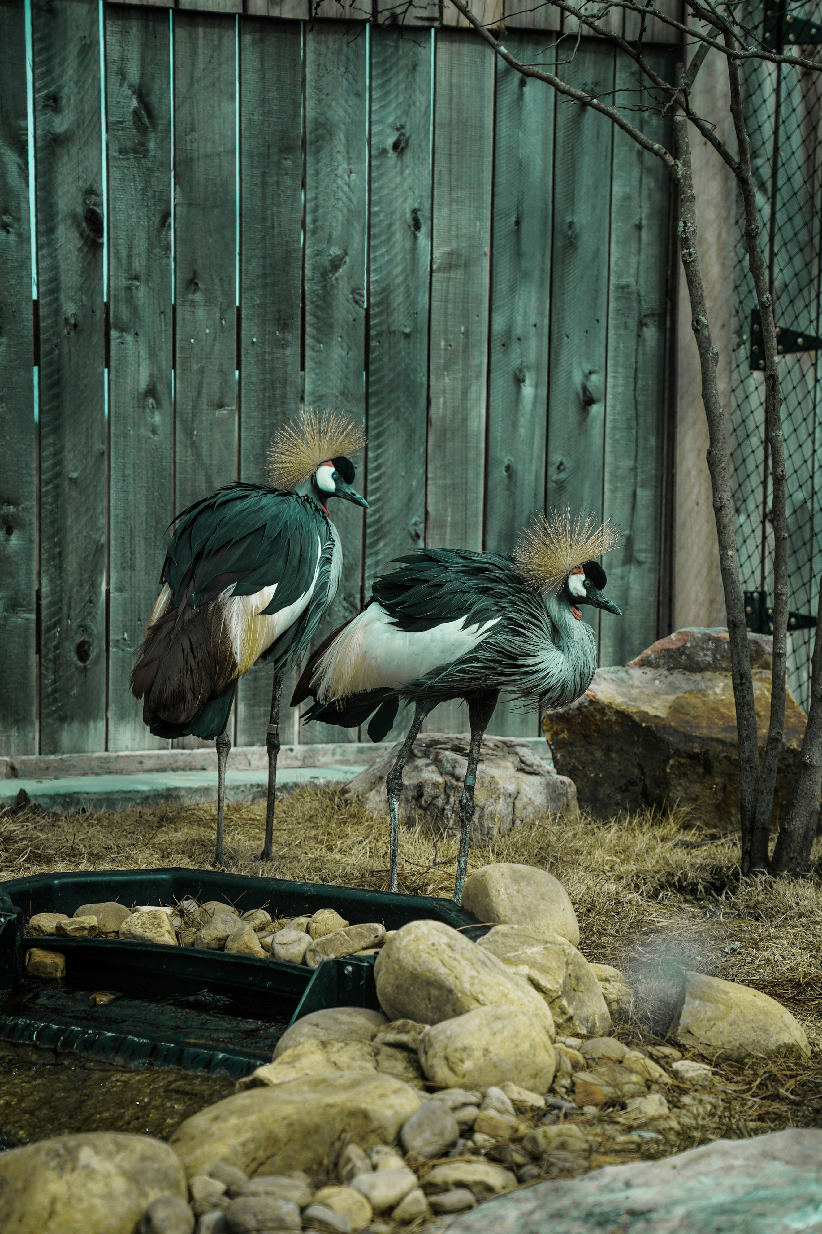 black and white bird standing on brown rock
