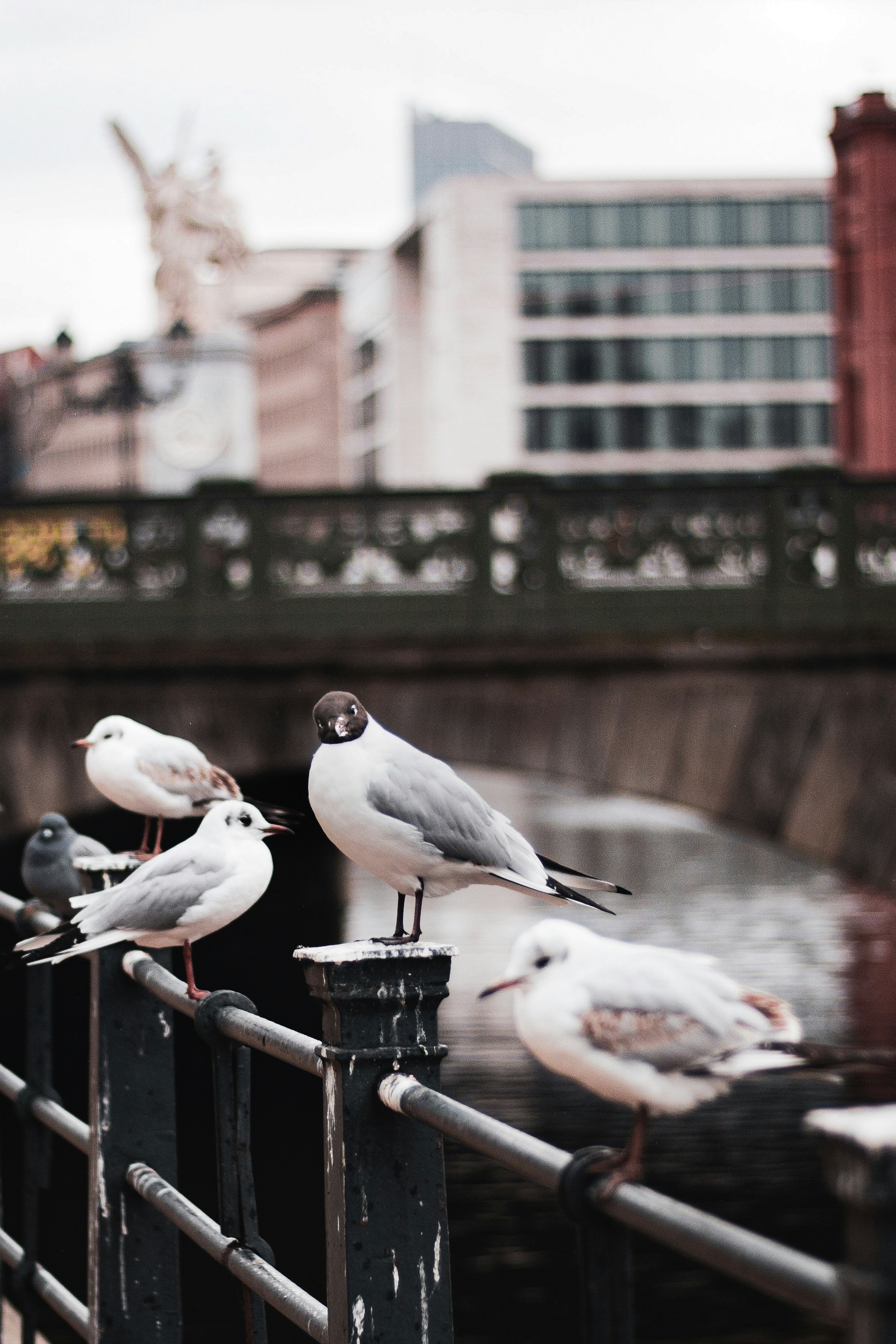 Perch on the Canal: A Seagull’s Quiet Moment Beneath City Railings