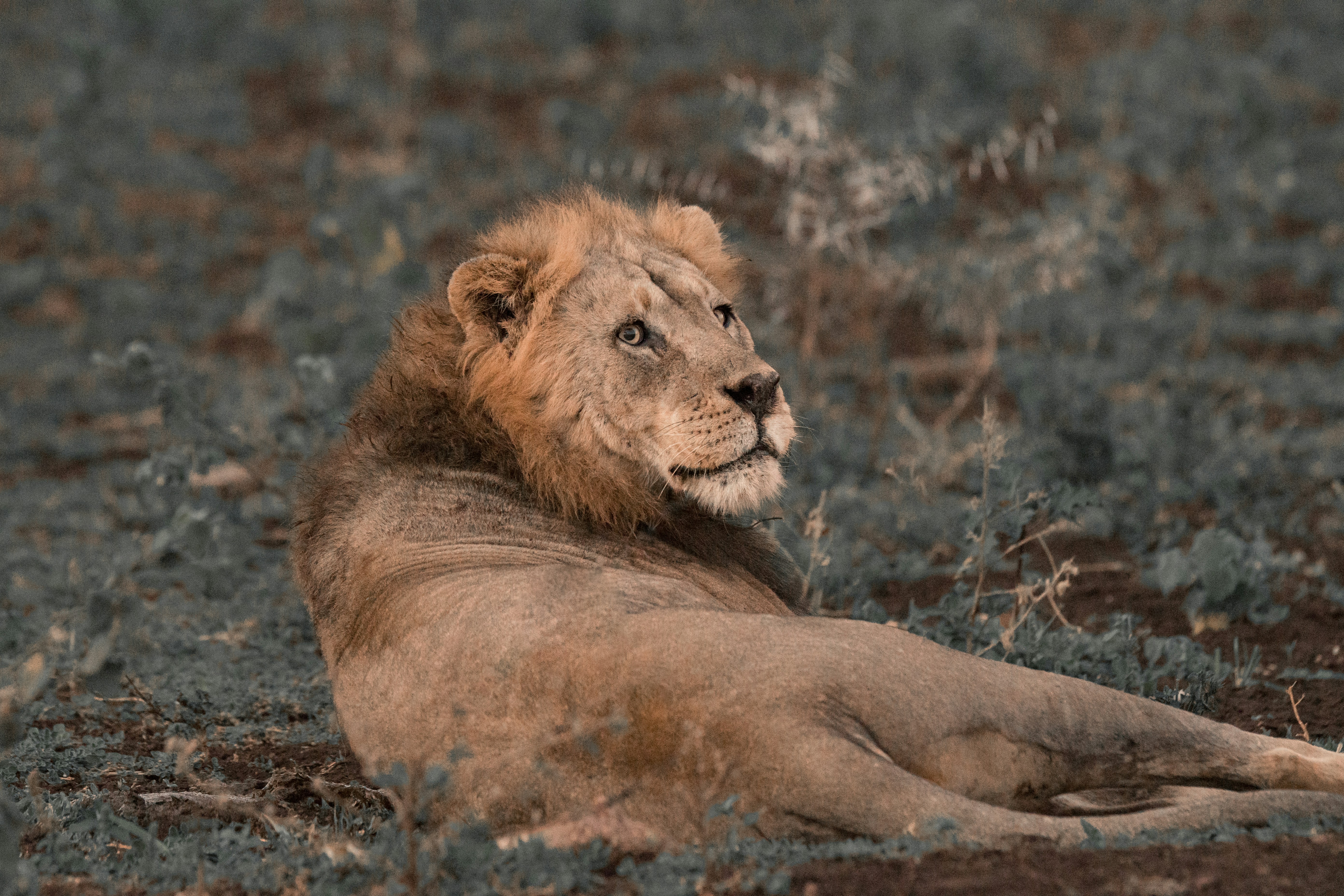 A majestic lion reclines on the ground, gazing thoughtfully into the distance amidst a muted landscape.