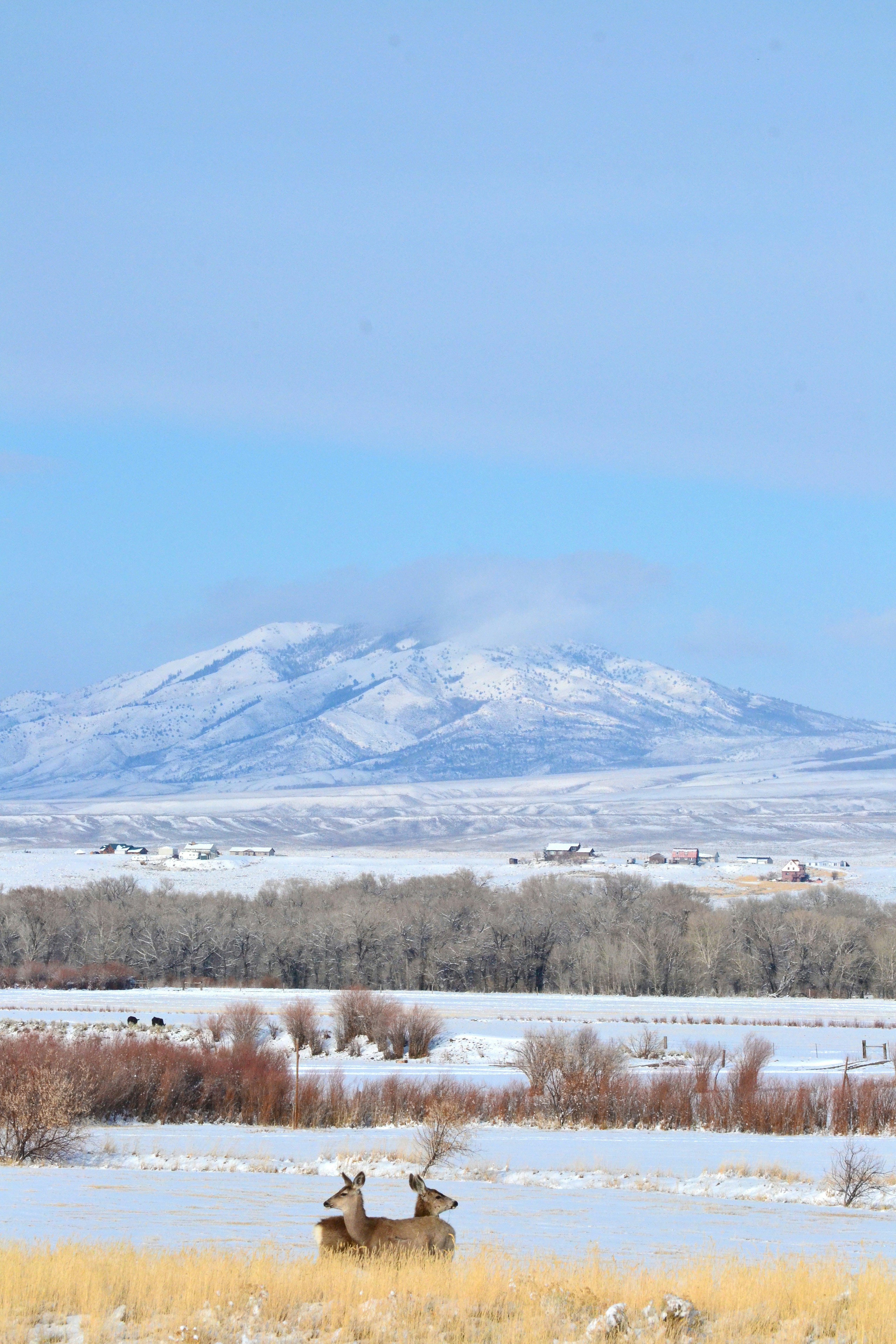 Snowbound Pasture: Deer Amid Golden Grass with Snow-capped Foothills