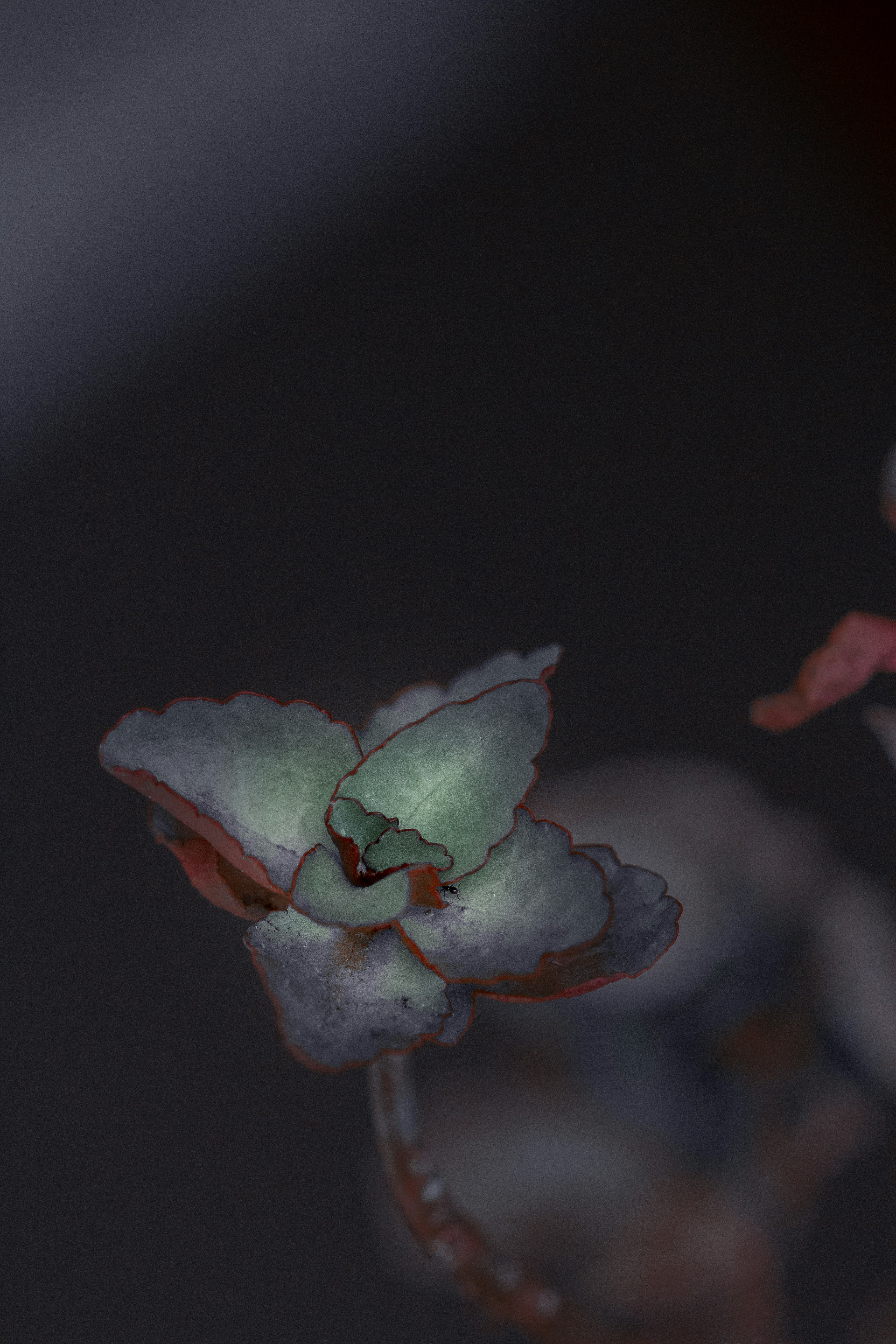 Close-up of a softly illuminated succulent leaf with intricate edges, highlighting its unique textures and muted colors.