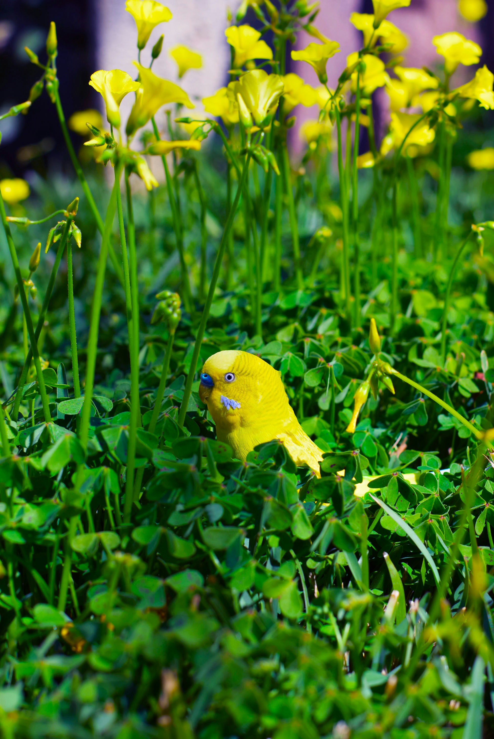 Yellow Parrot Amid Green Foliage and Golden Blooms