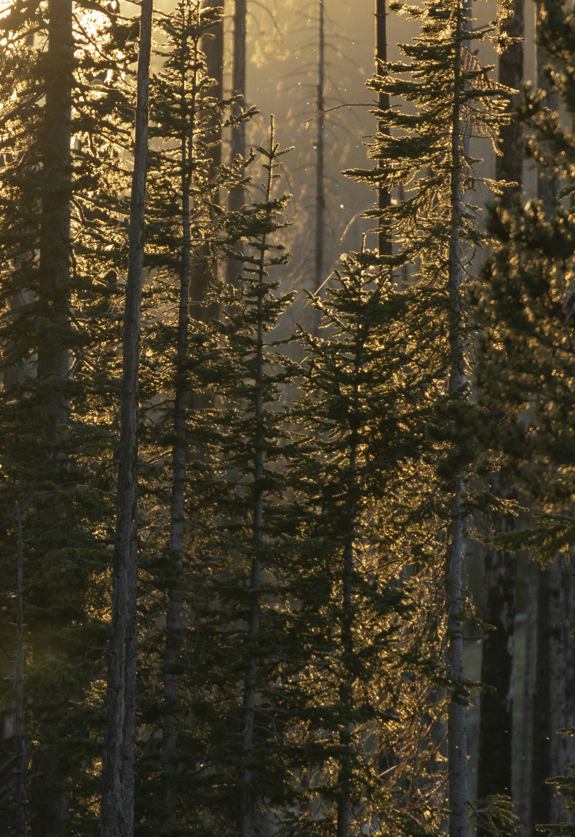 Sunlight filters through tall conifer trees, casting a warm glow in a serene forest setting. The interplay of light and shadow creates a tranquil atmosphere.