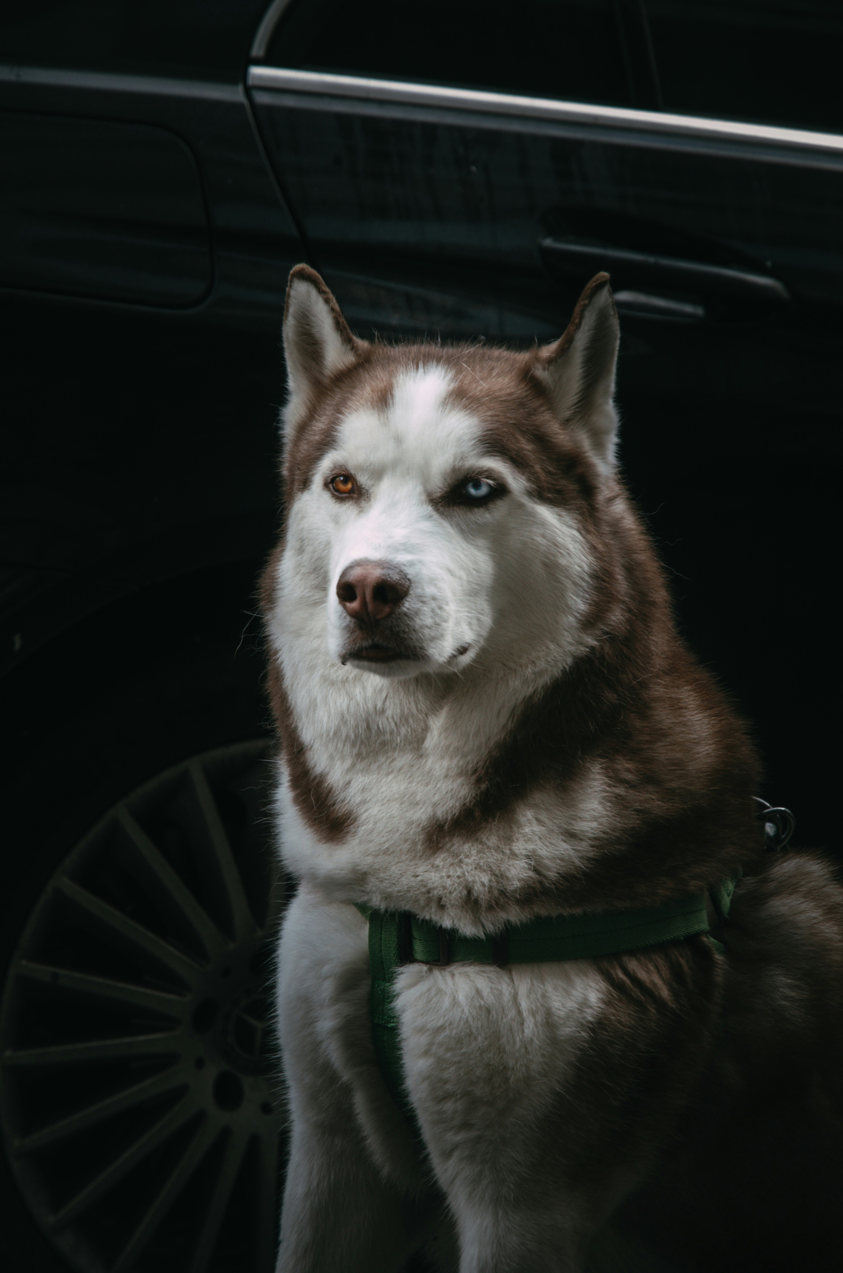 white and brown siberian husky