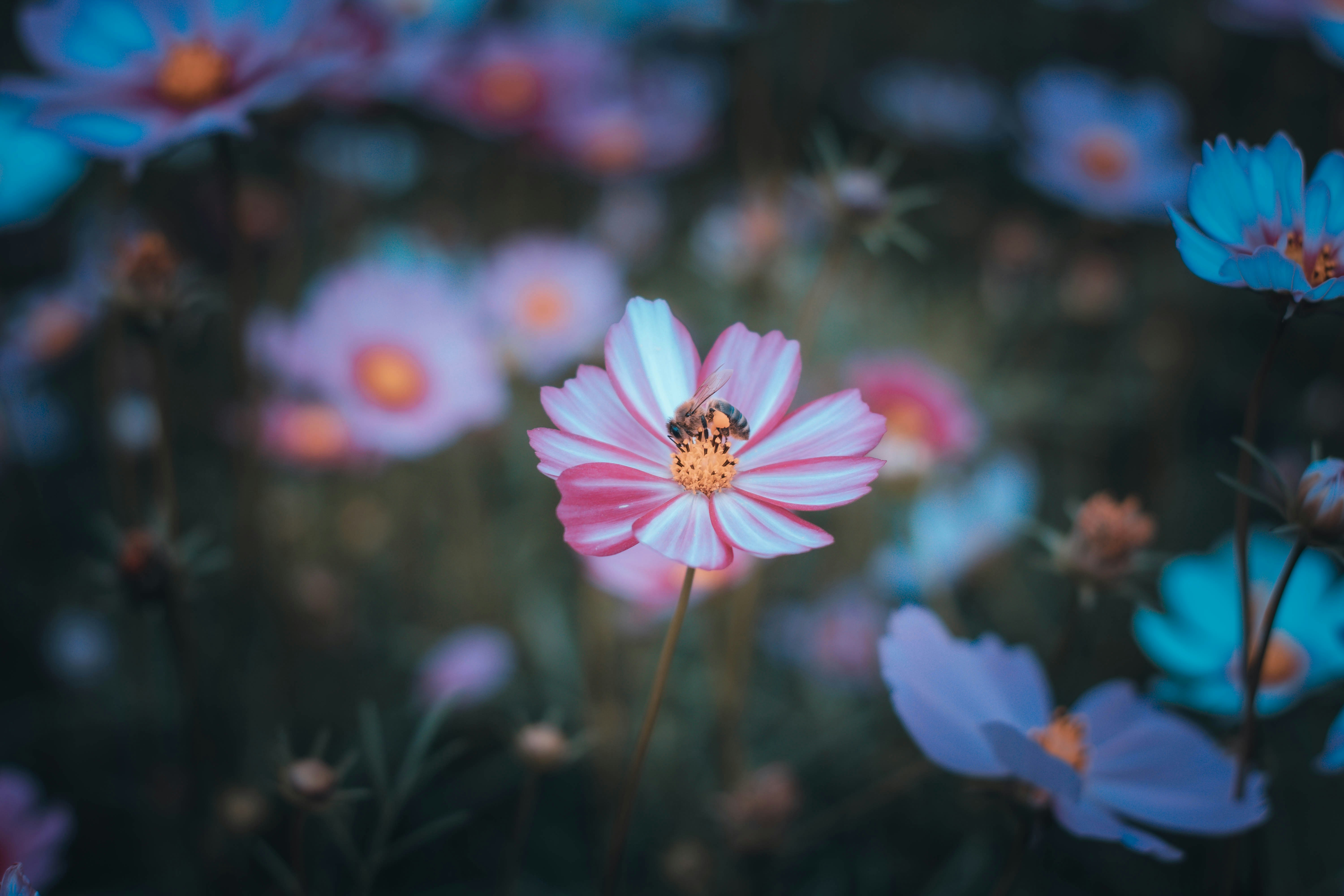 Rose-Soft Focus: A Pink Bloom at the Core of a Dreamy Garden