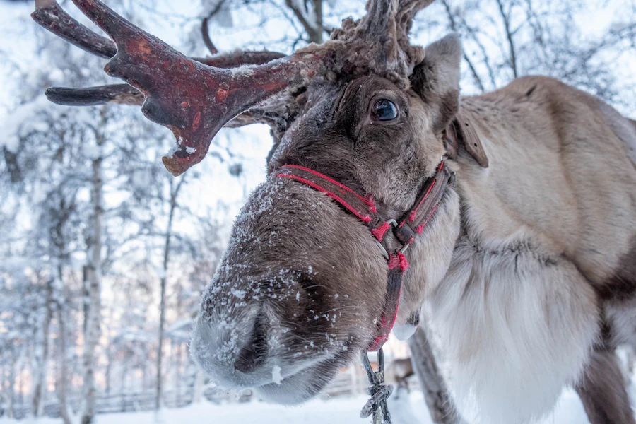 A reindeer with a red harness fills the frame in a snowy woodland, its antlers stretching across the top left. Frost clings to its nose and fur as it looks toward the camera.