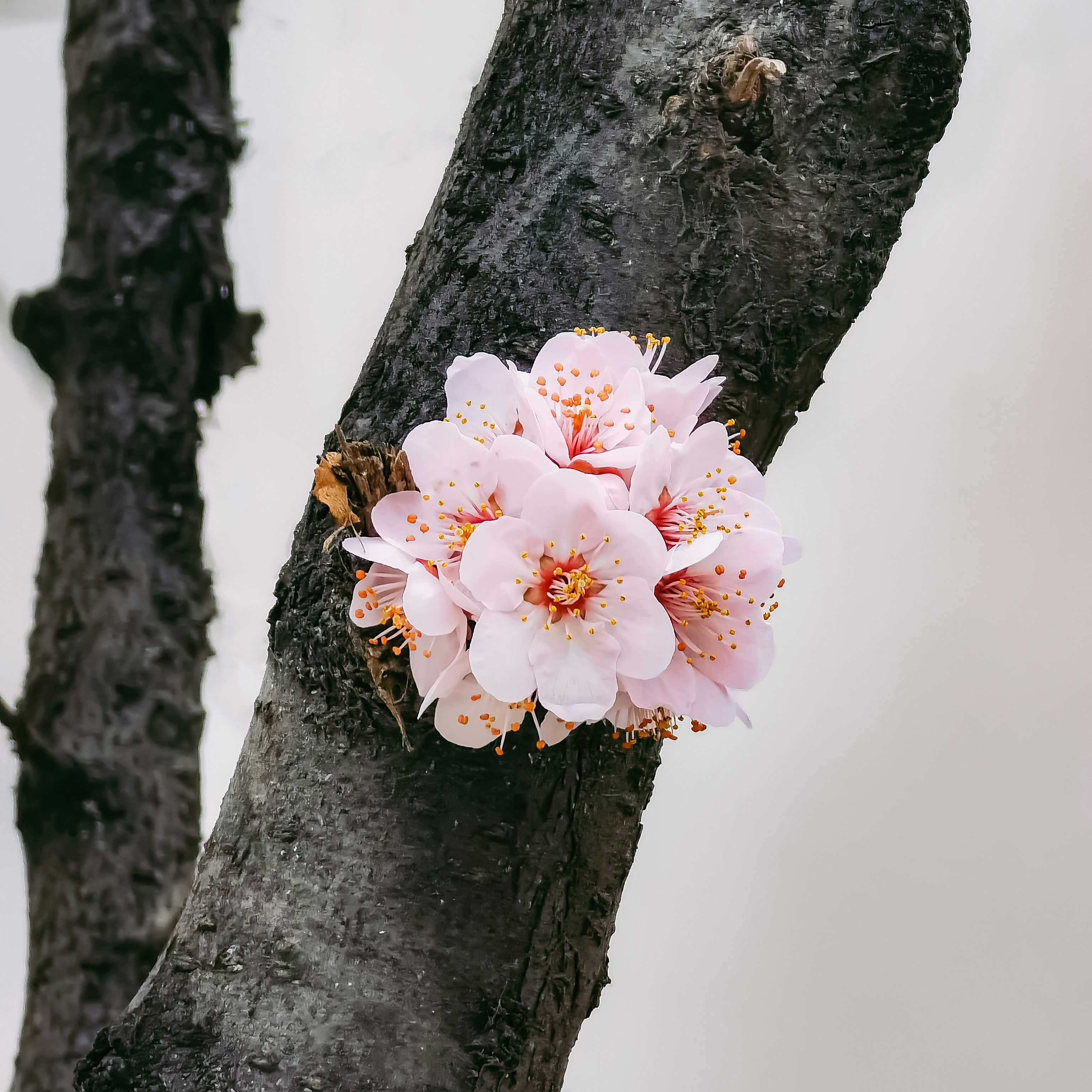 Petal Anchor: pale pink blossoms clinging to weathered bark