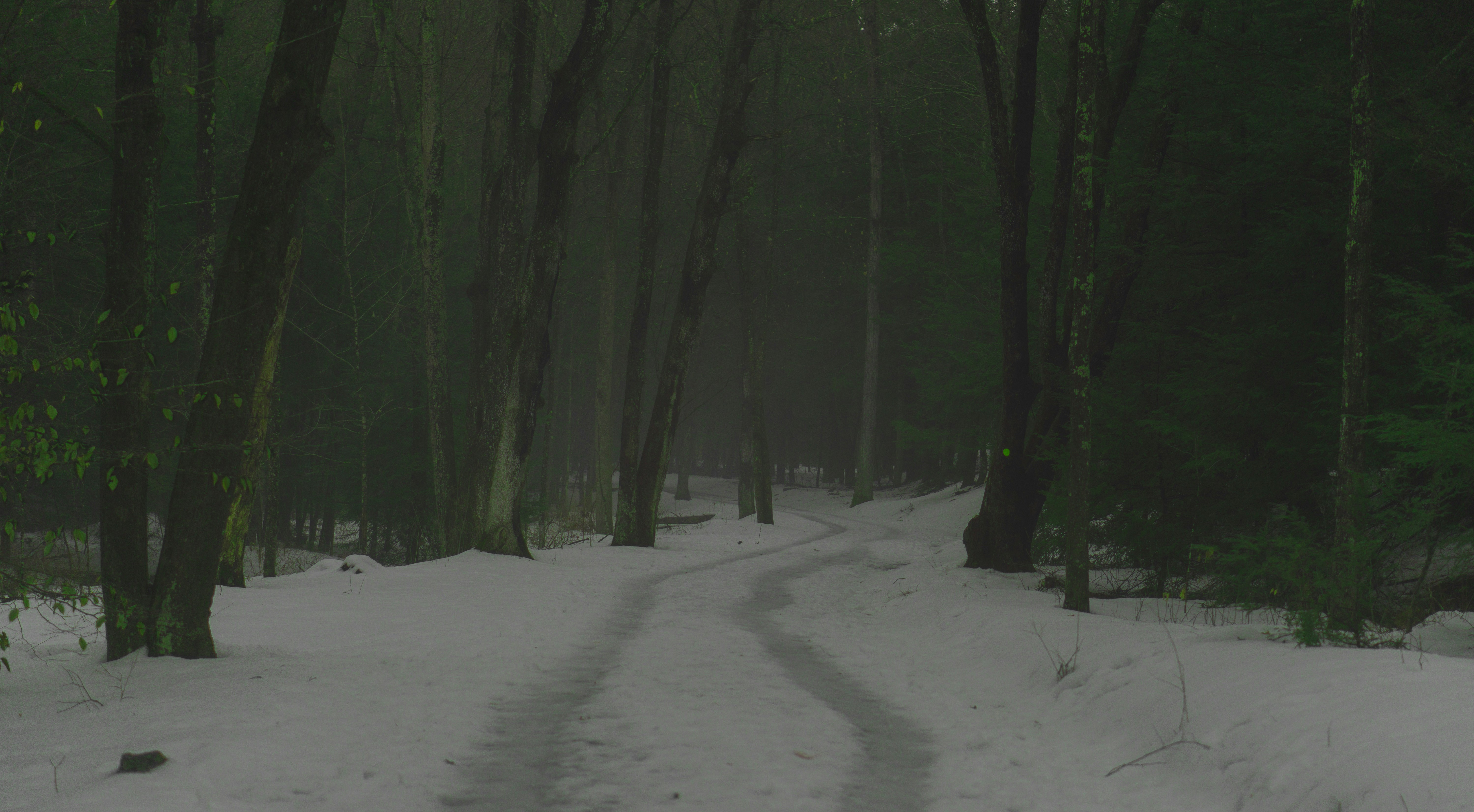 Snow-Lain Forest Path Under Quiet Dusk Light