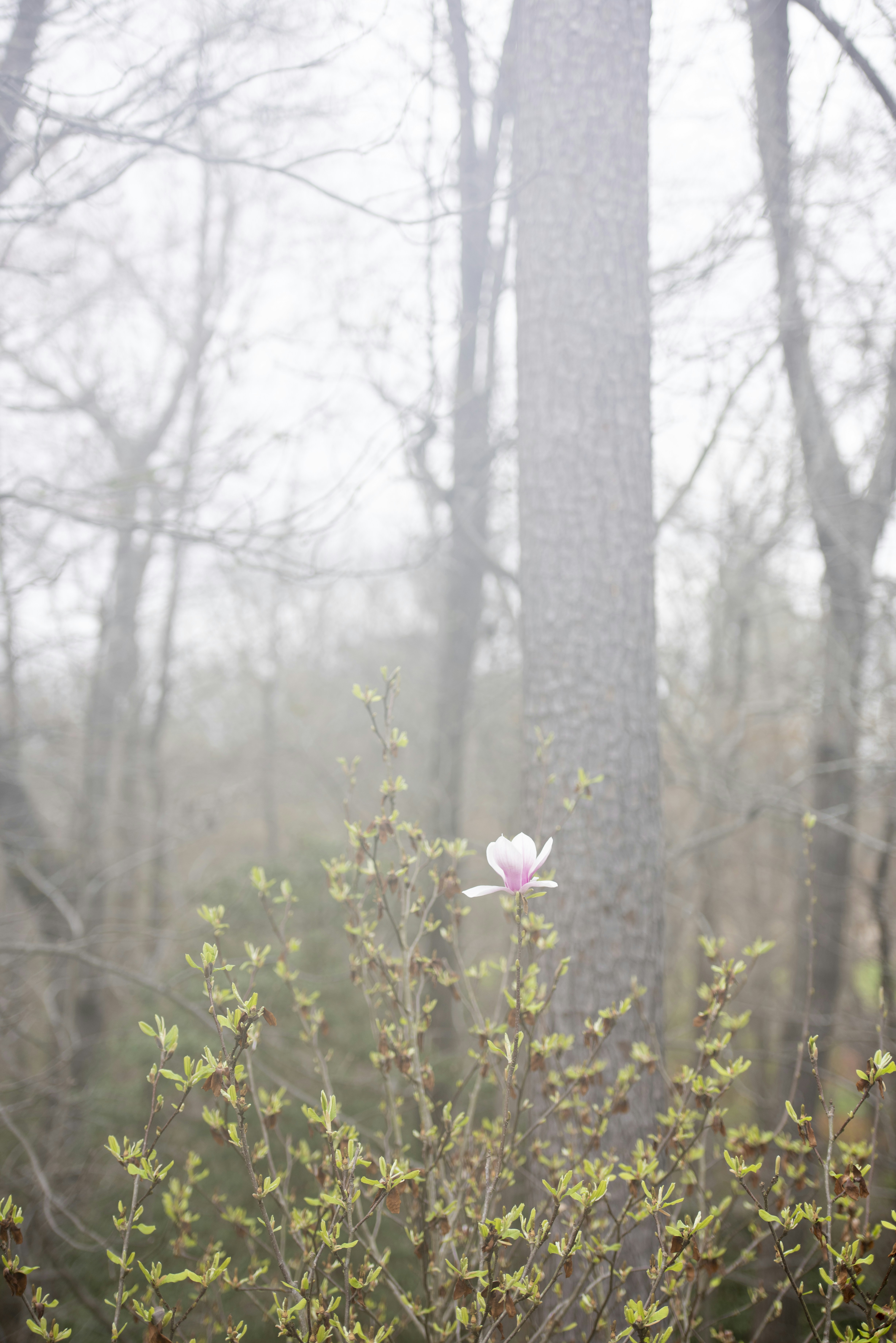 Pink Bloom at the Forest's Pale Edge