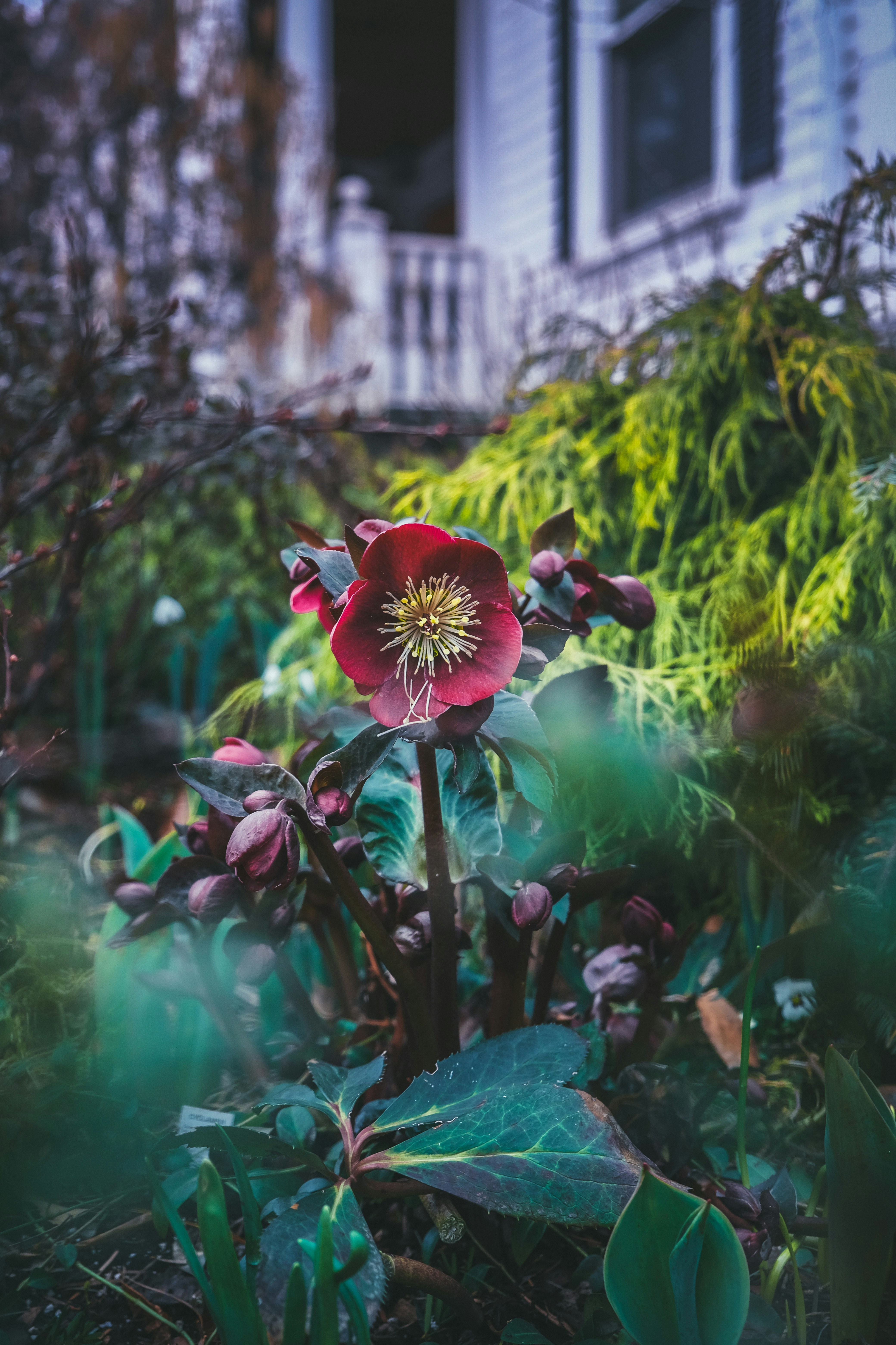 Red Camellia Spotlight in a Quiet Garden
