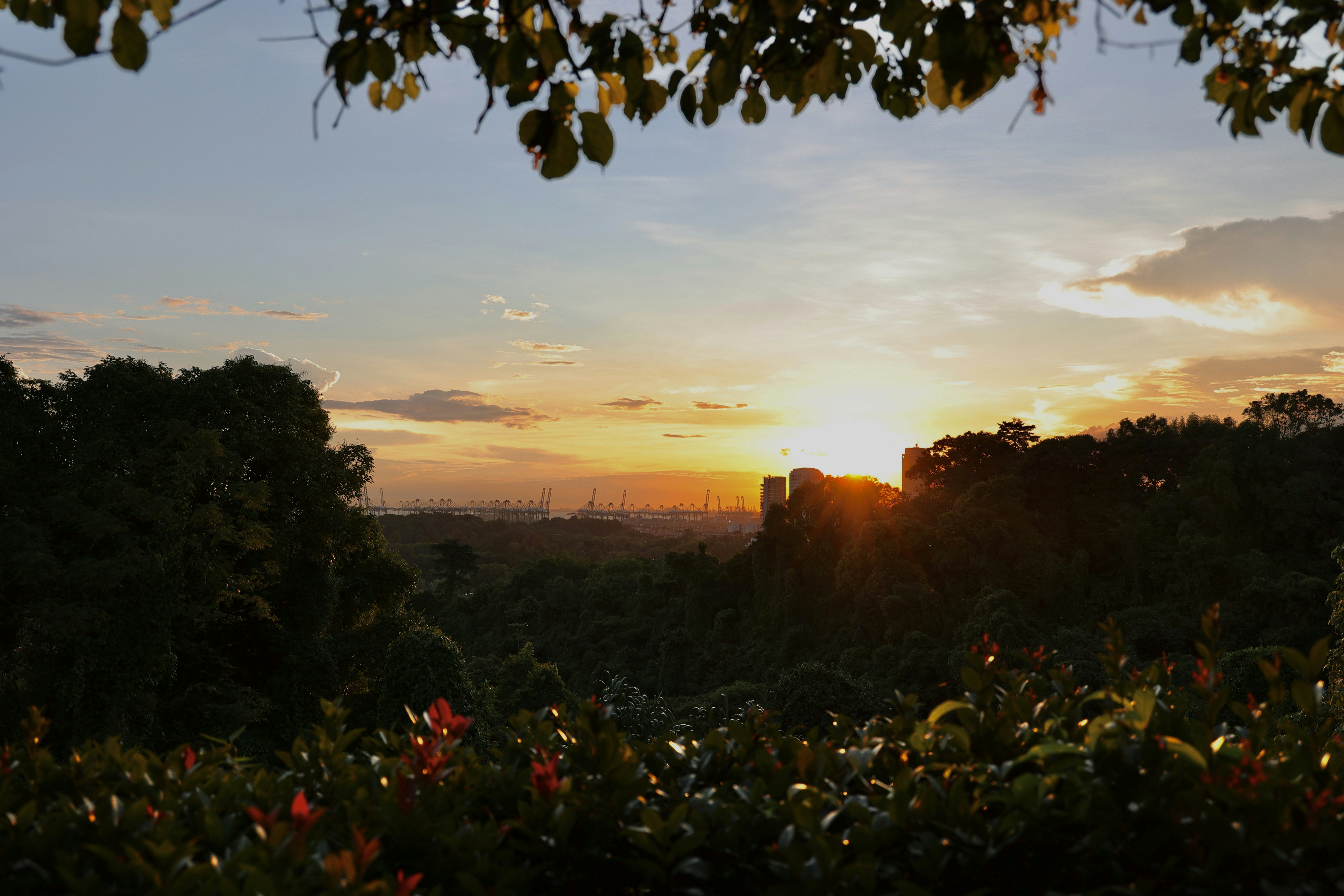 Horizon Glow Through Leafy Foreground at Sunset
