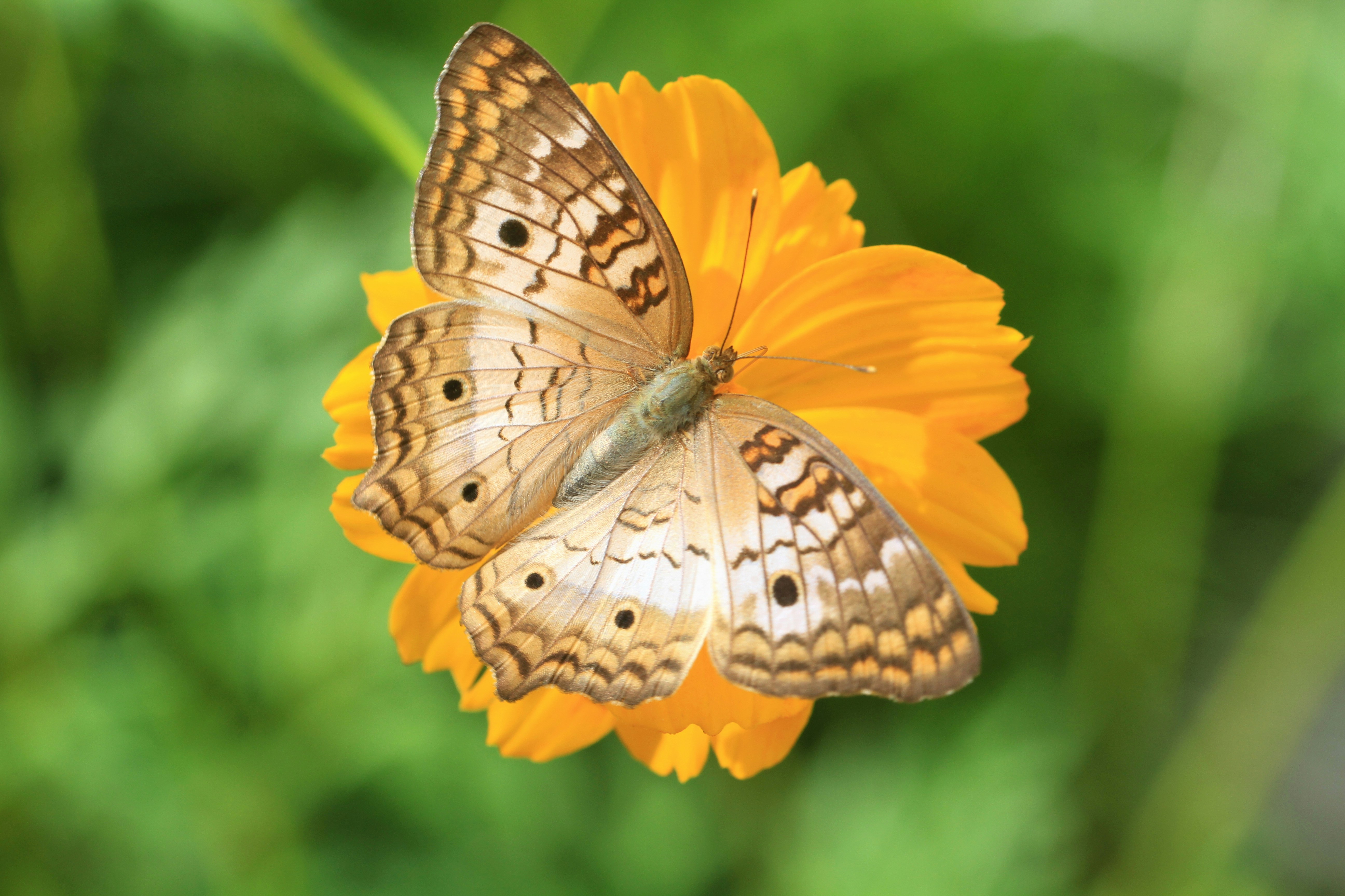 A female white peacock butterfly on yellow cosmos | brown and white butterfly on yellow flower