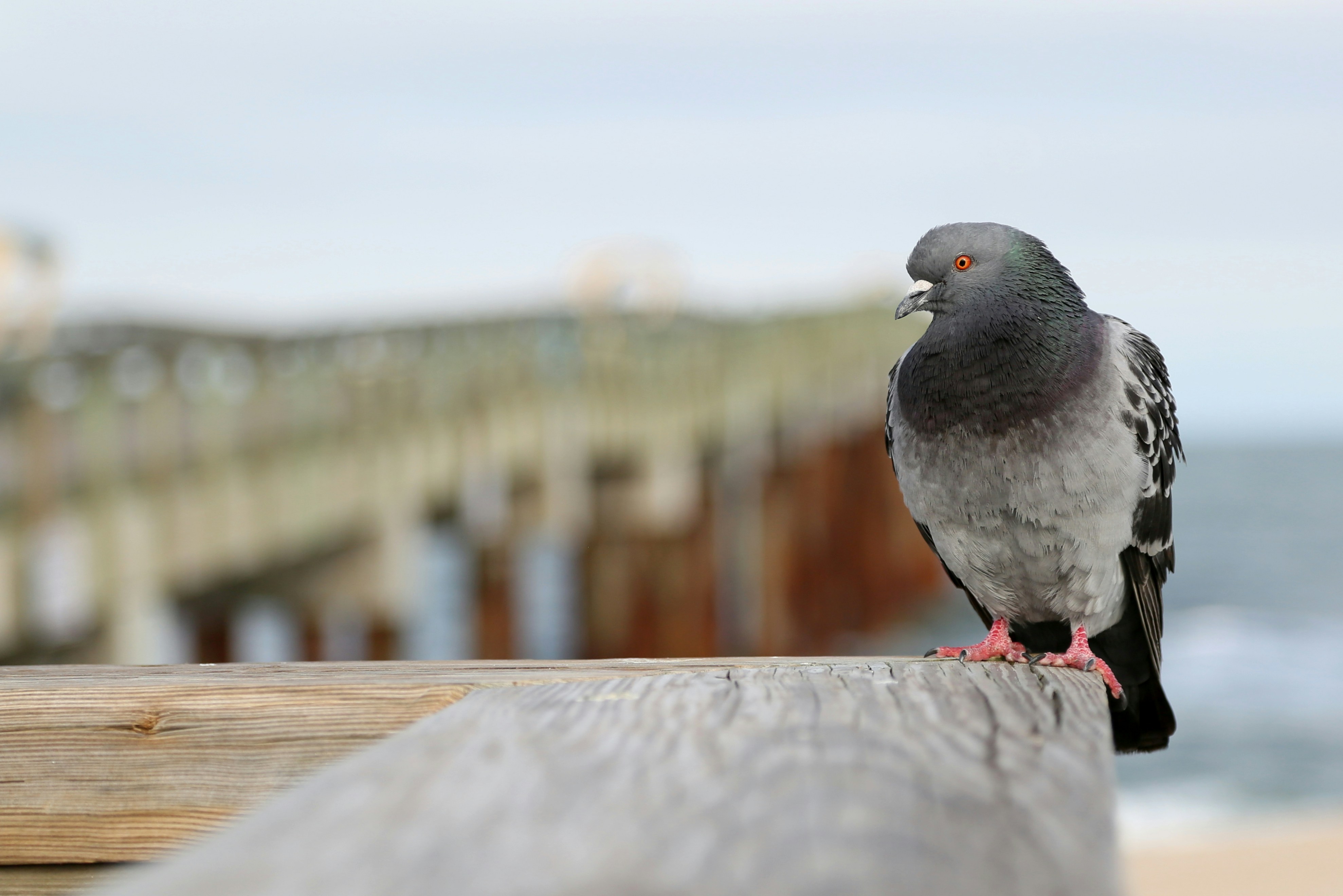 Urban Seagull's Coastal Vigil