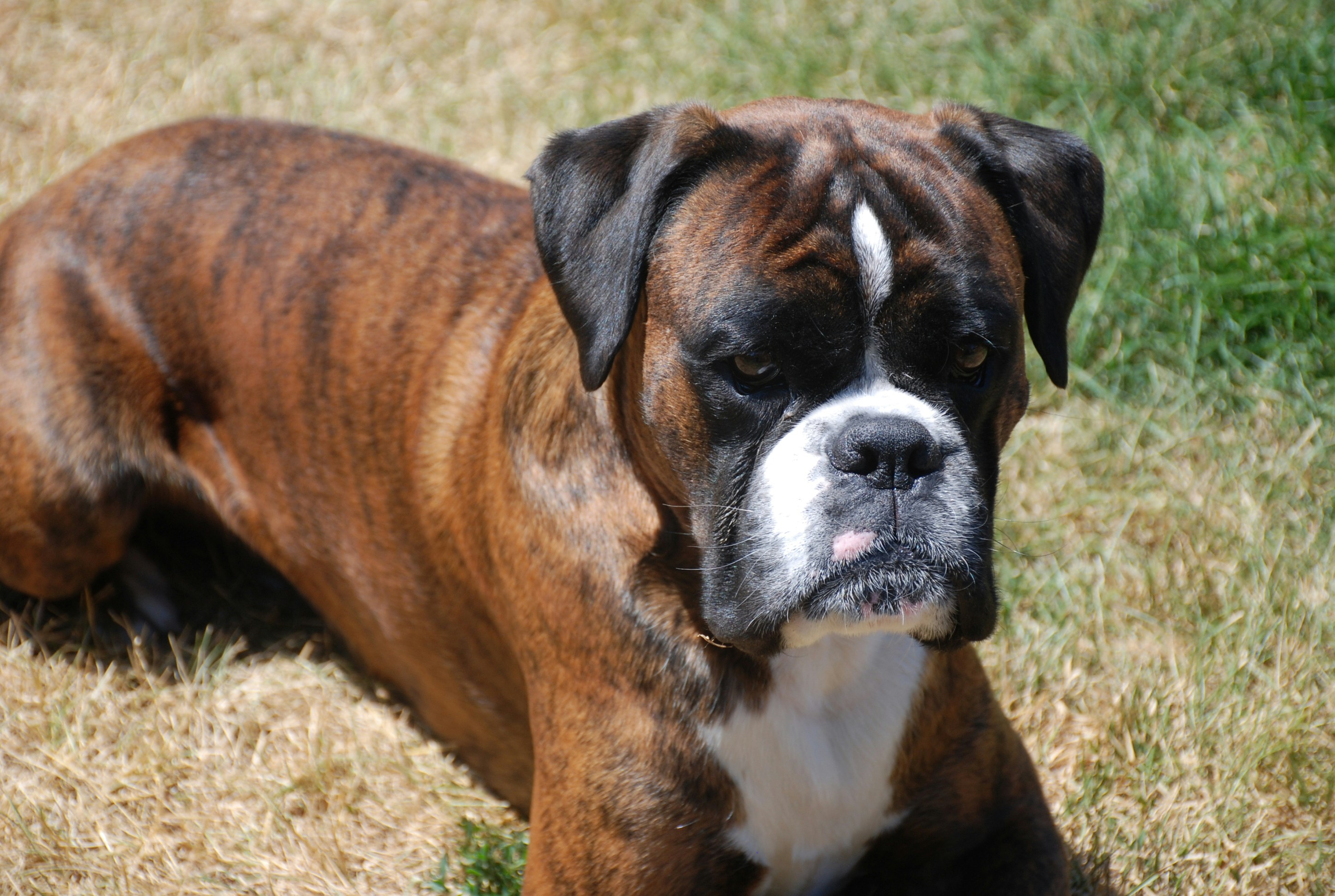 Boxer dies after suffering brain injury in title fight - Red Reef Research