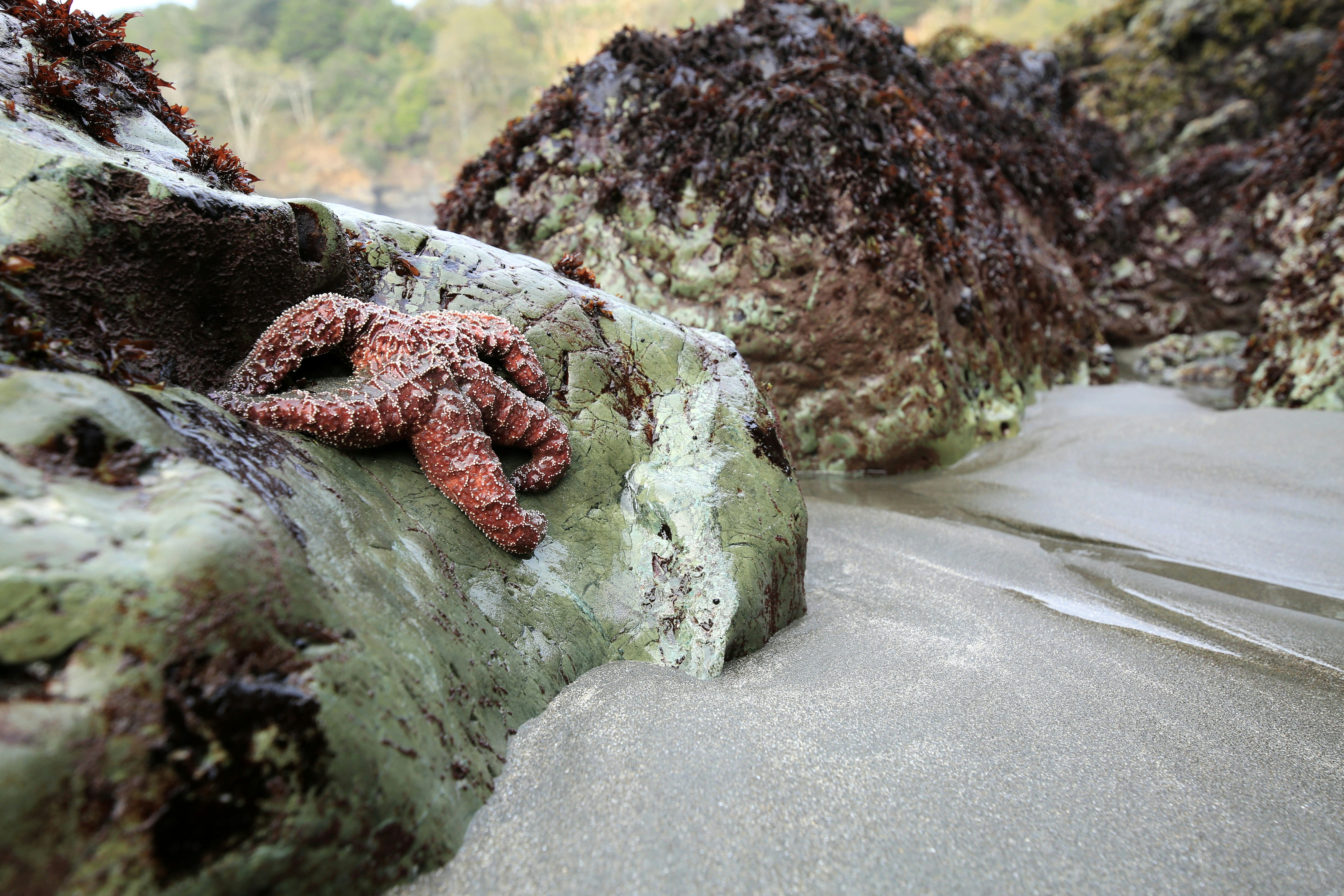 Crab Clings to Mossy Rock at the Water's Edge