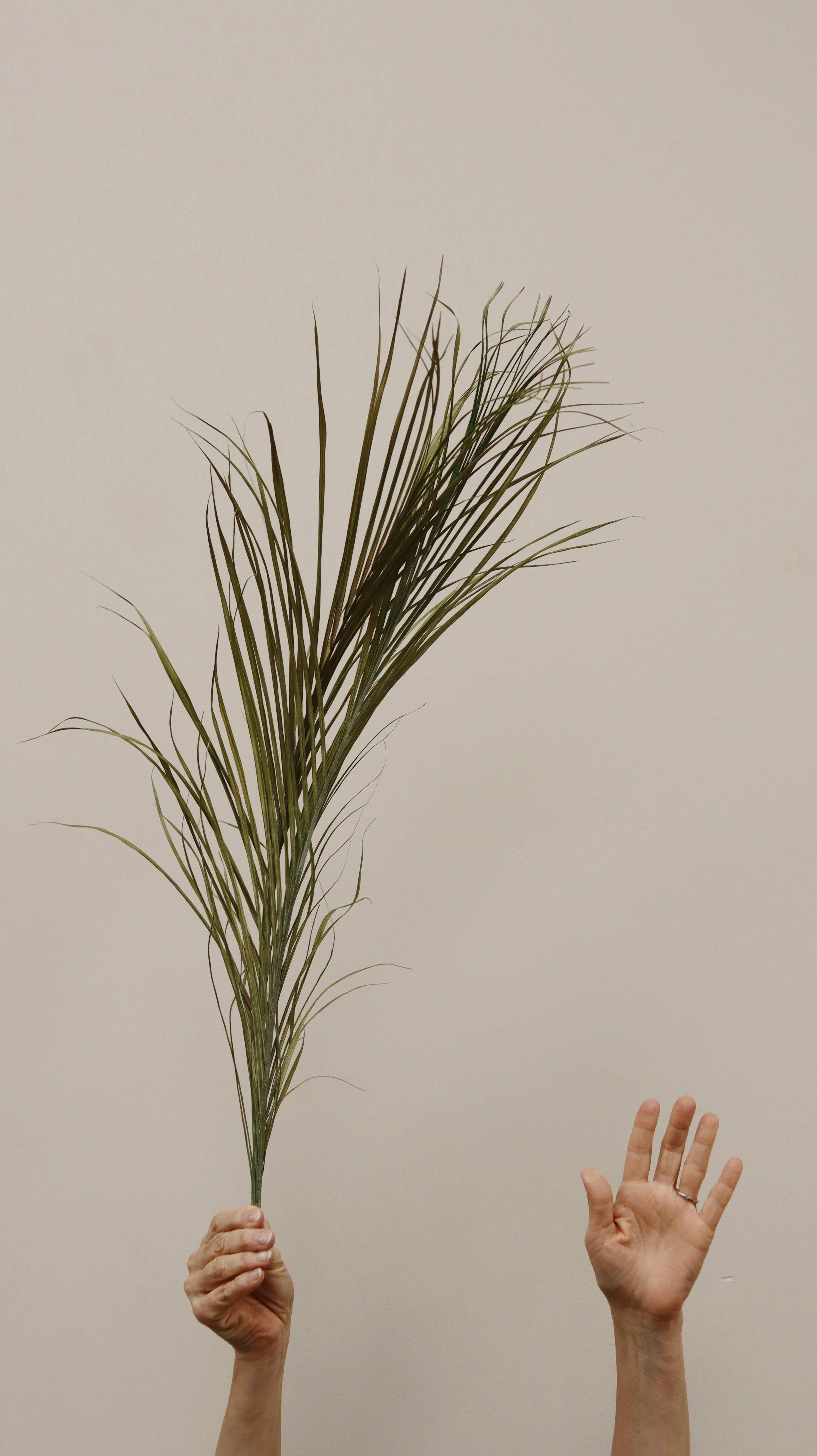 Palm-Plant Performer: A Green Torch Raised Against a Neutral Stage